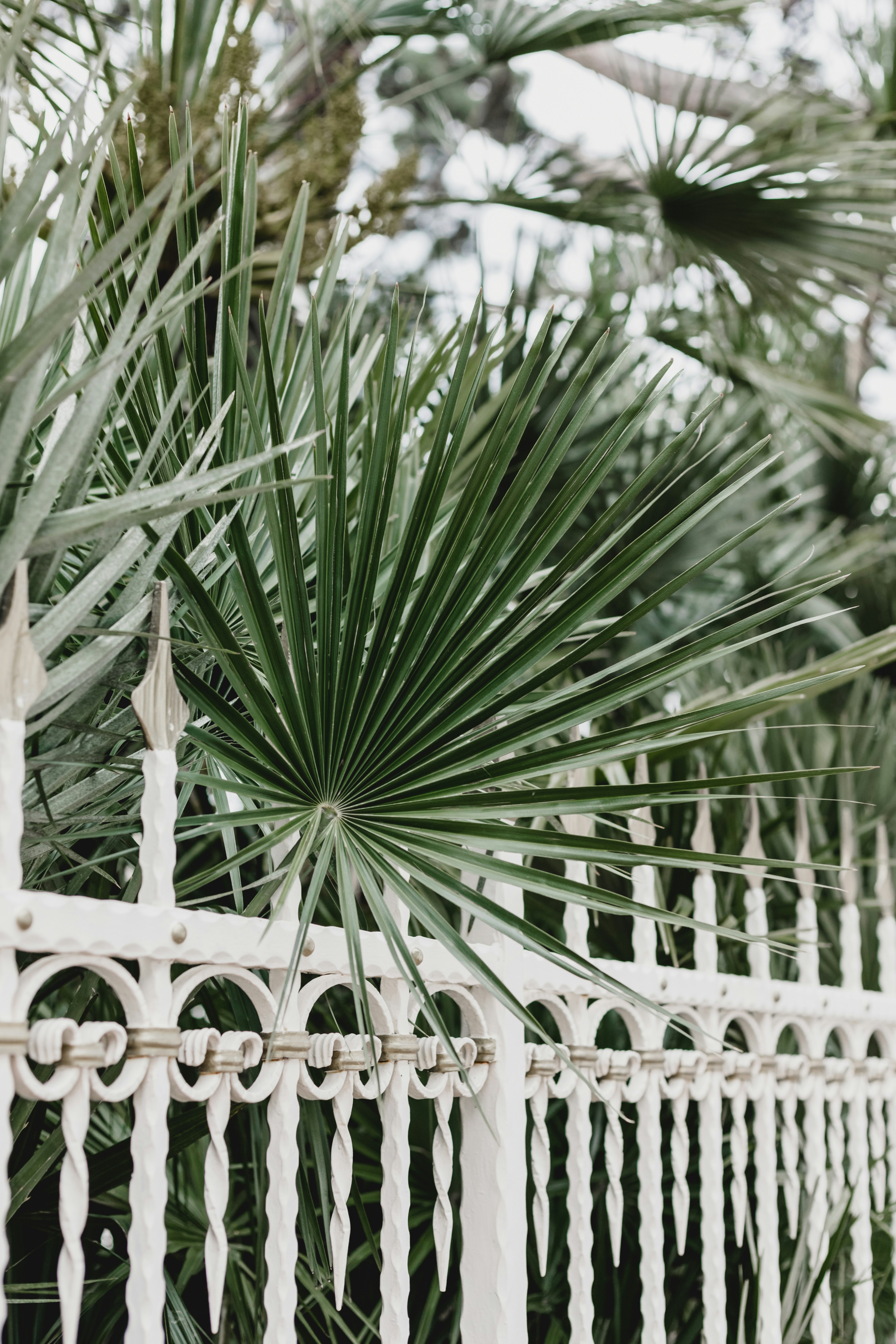 Intricate white iron fence adorned with lush green palm leaves in the background.