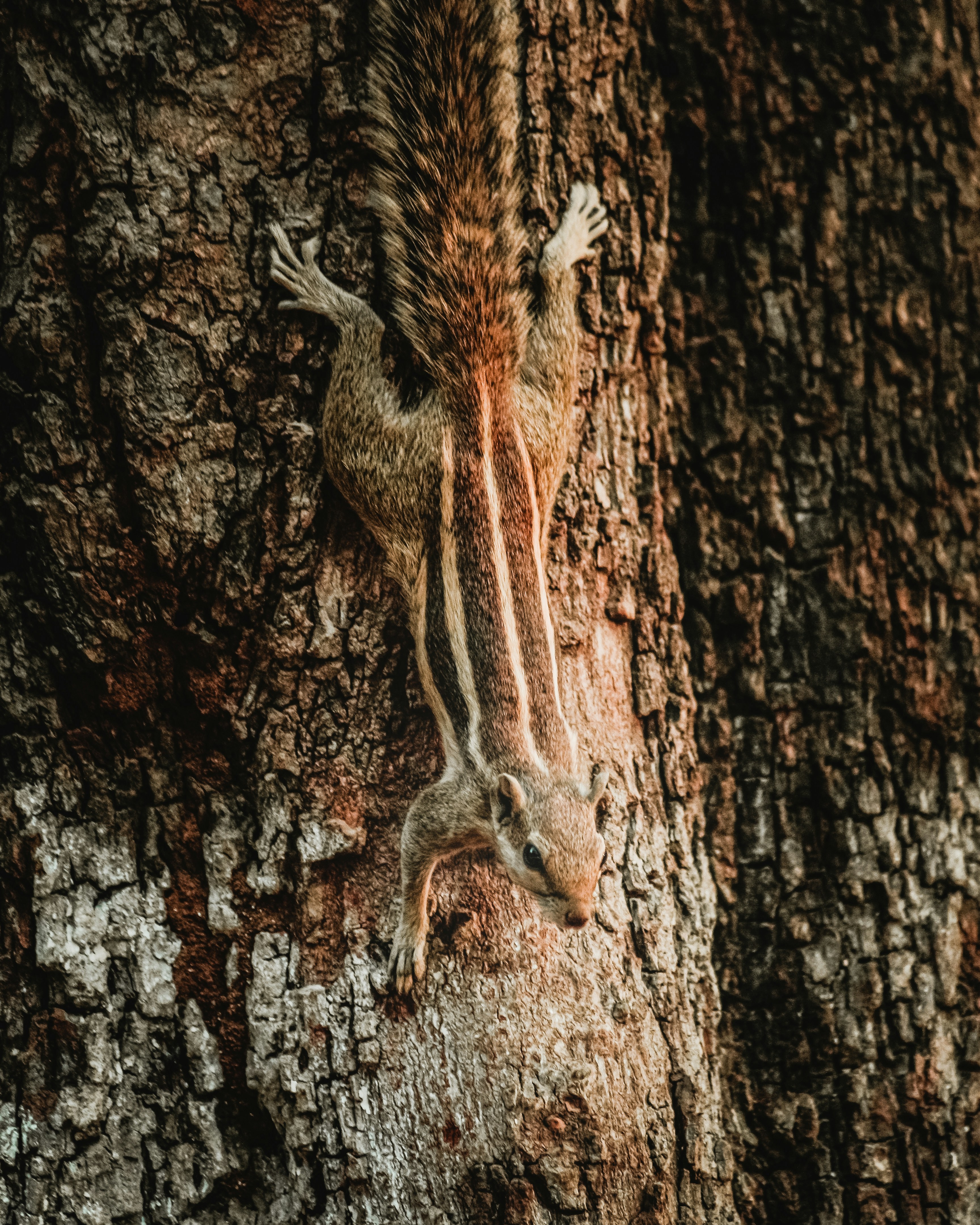 Striped Acrobat on Rough Bark: A Squirrel's Climb