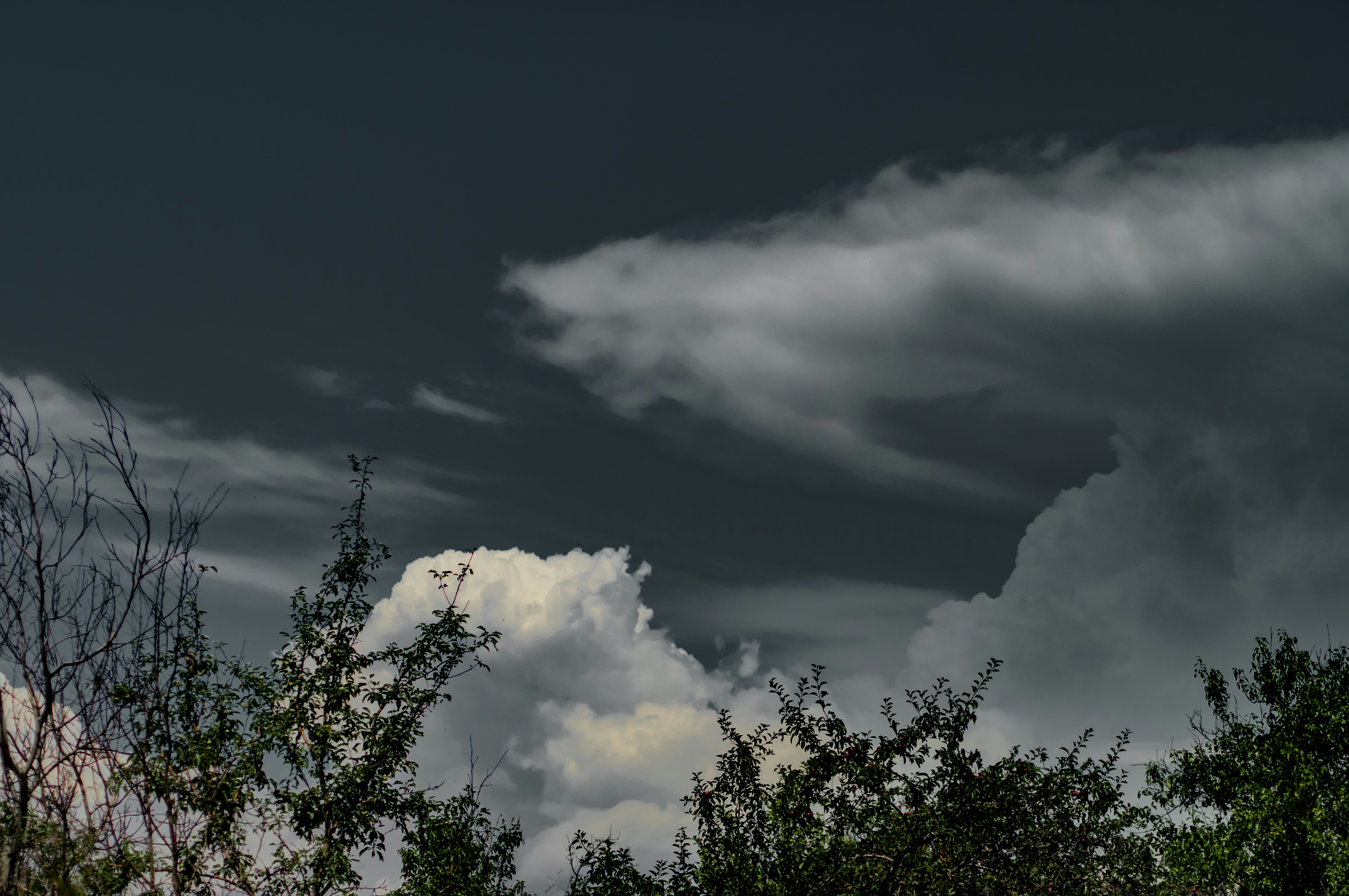 Cloud Sculptures Above a Quiet Forest Canopy