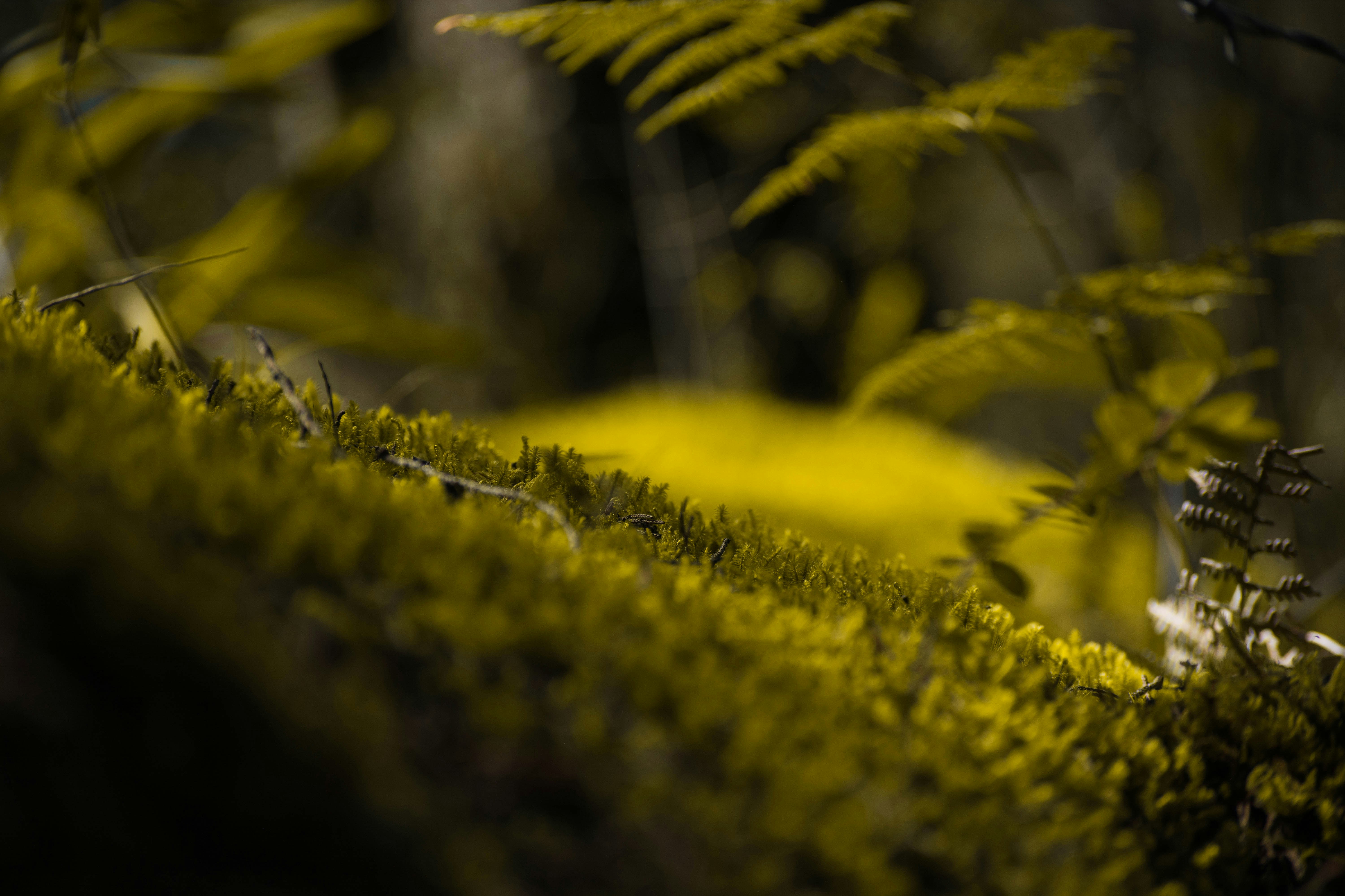 Close-up of moss-covered log with blurred fern leaves in a dimly lit woodland.