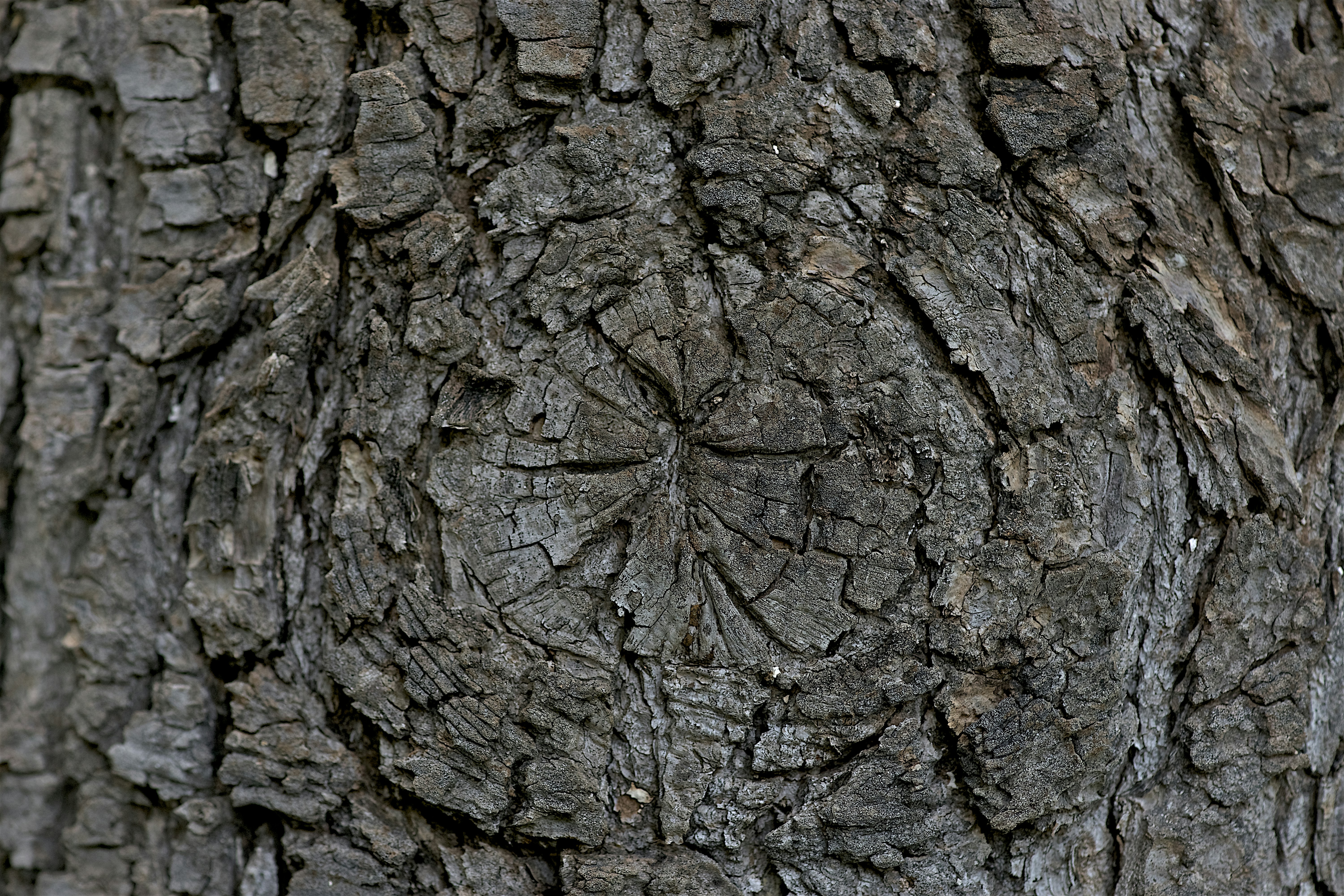 Rings of resilience: a macro portrait of weathered bark