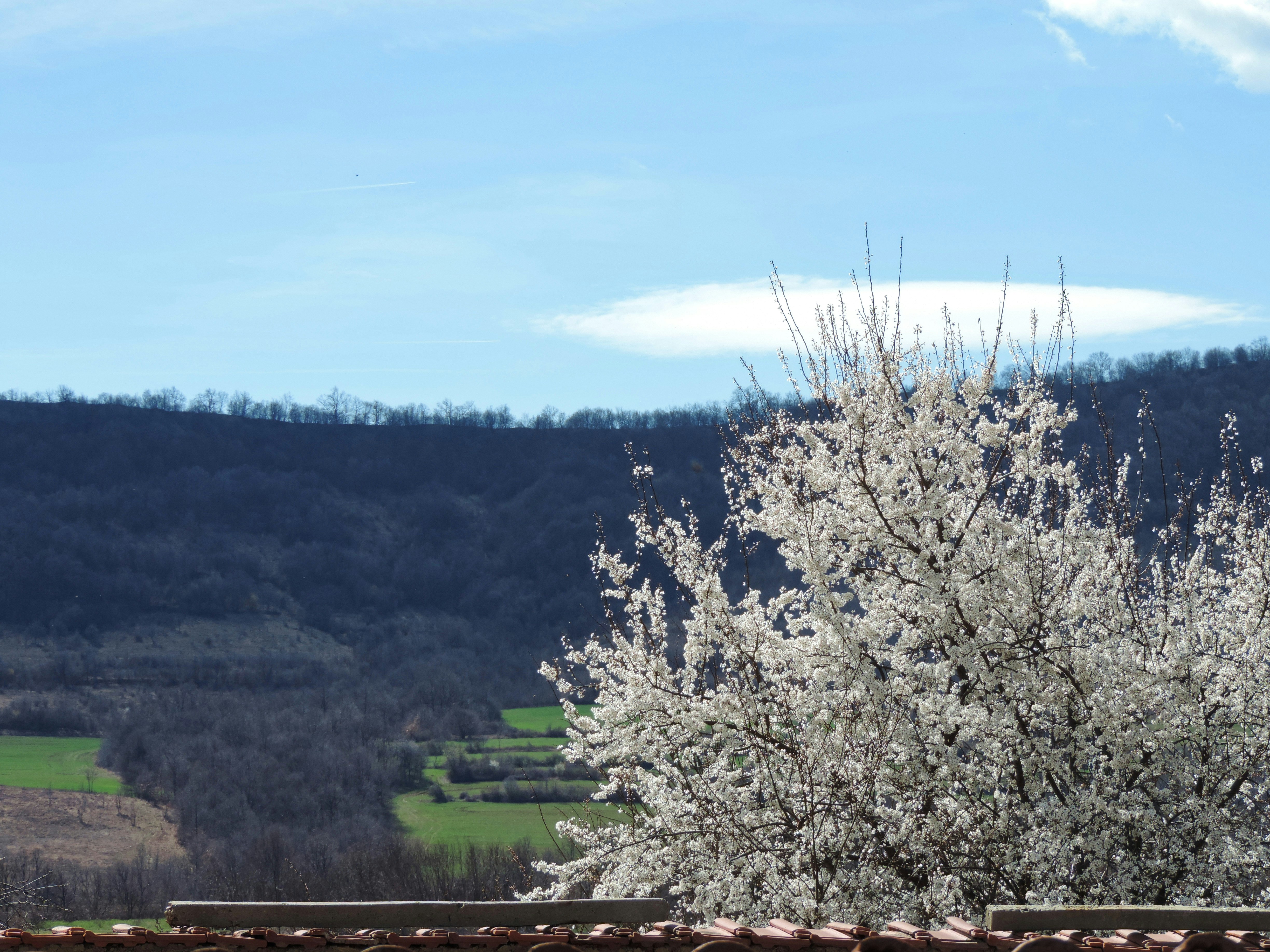 Blooming white tree branches contrast vividly with the lush green fields and distant hills. A serene landscape captures the essence of spring.