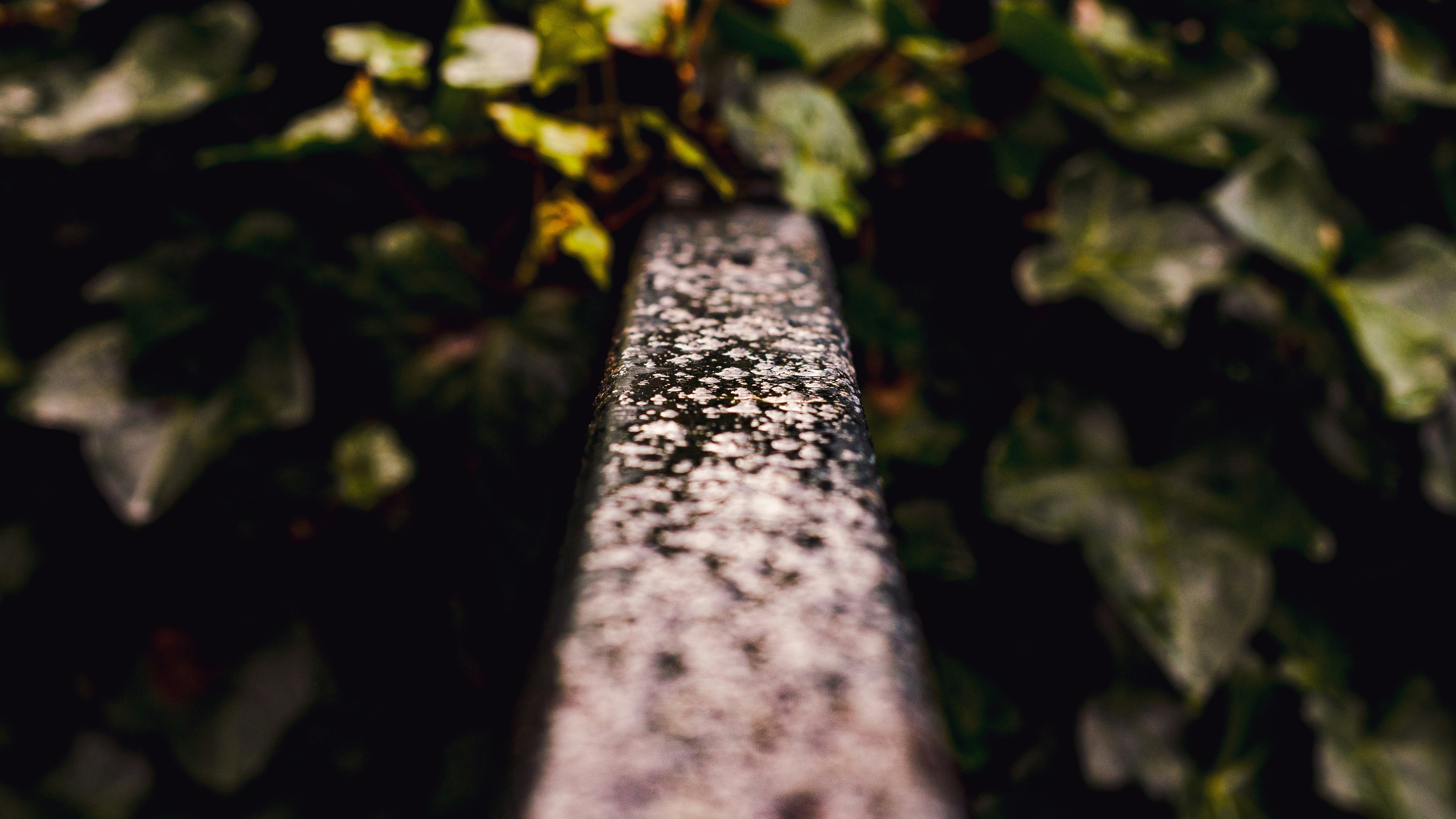 Moss-Chequered Rail Velvet: A Close-Up of Weathered Iron Guard