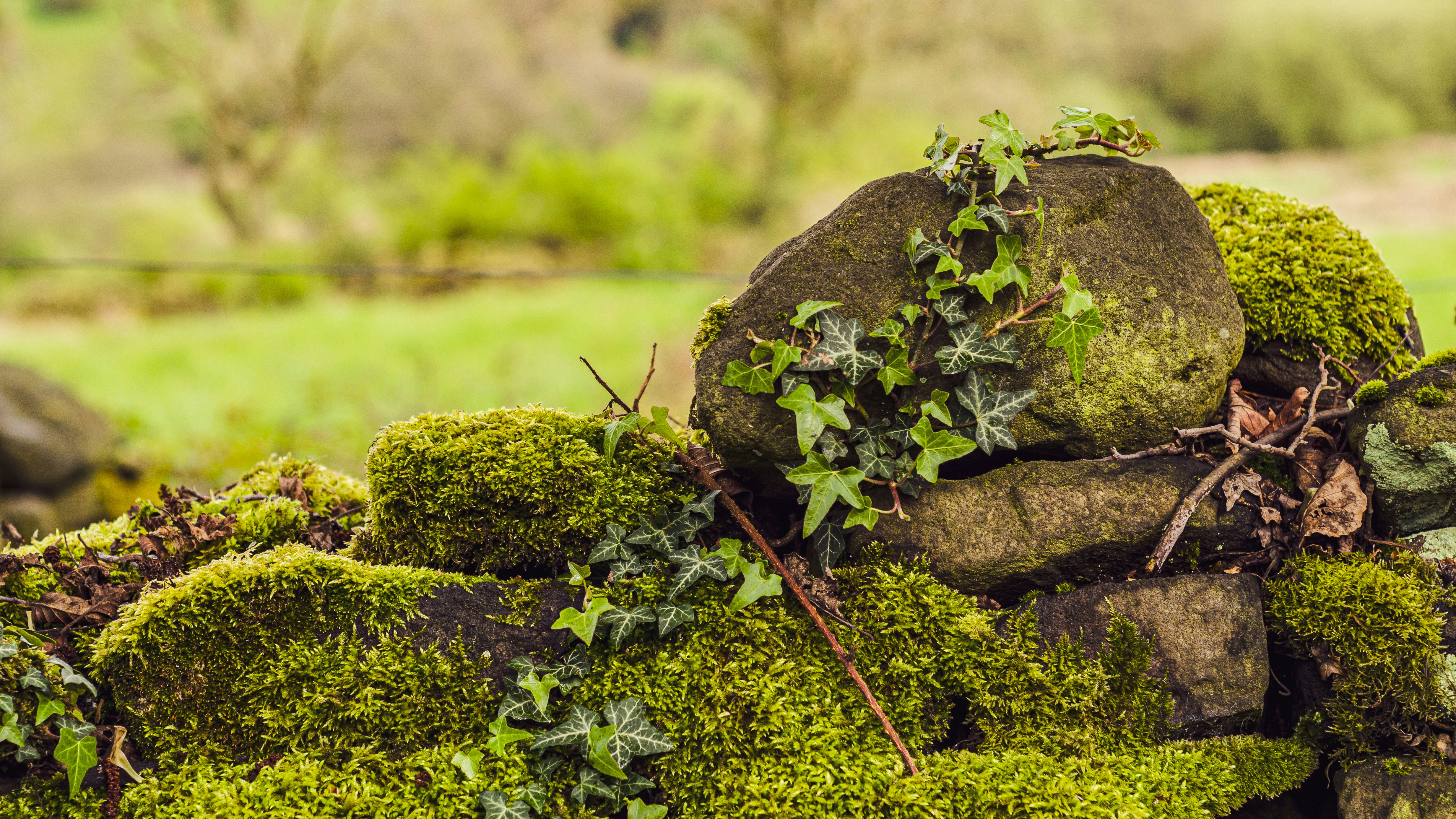 Green moist rock scenery photo – Free Green Image on Unsplash