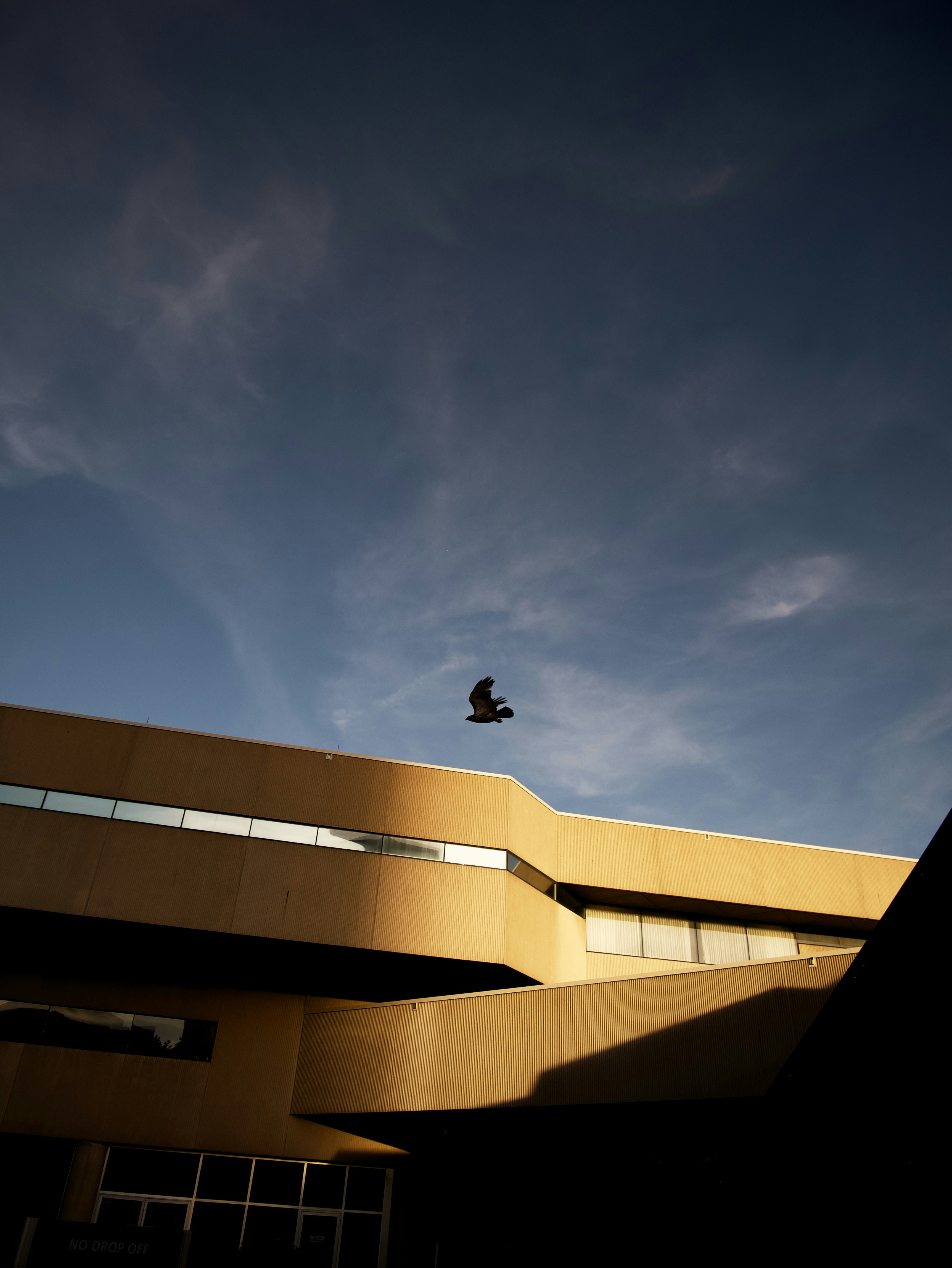 Bird in flight over an amber-modern facade under a clear blue sky