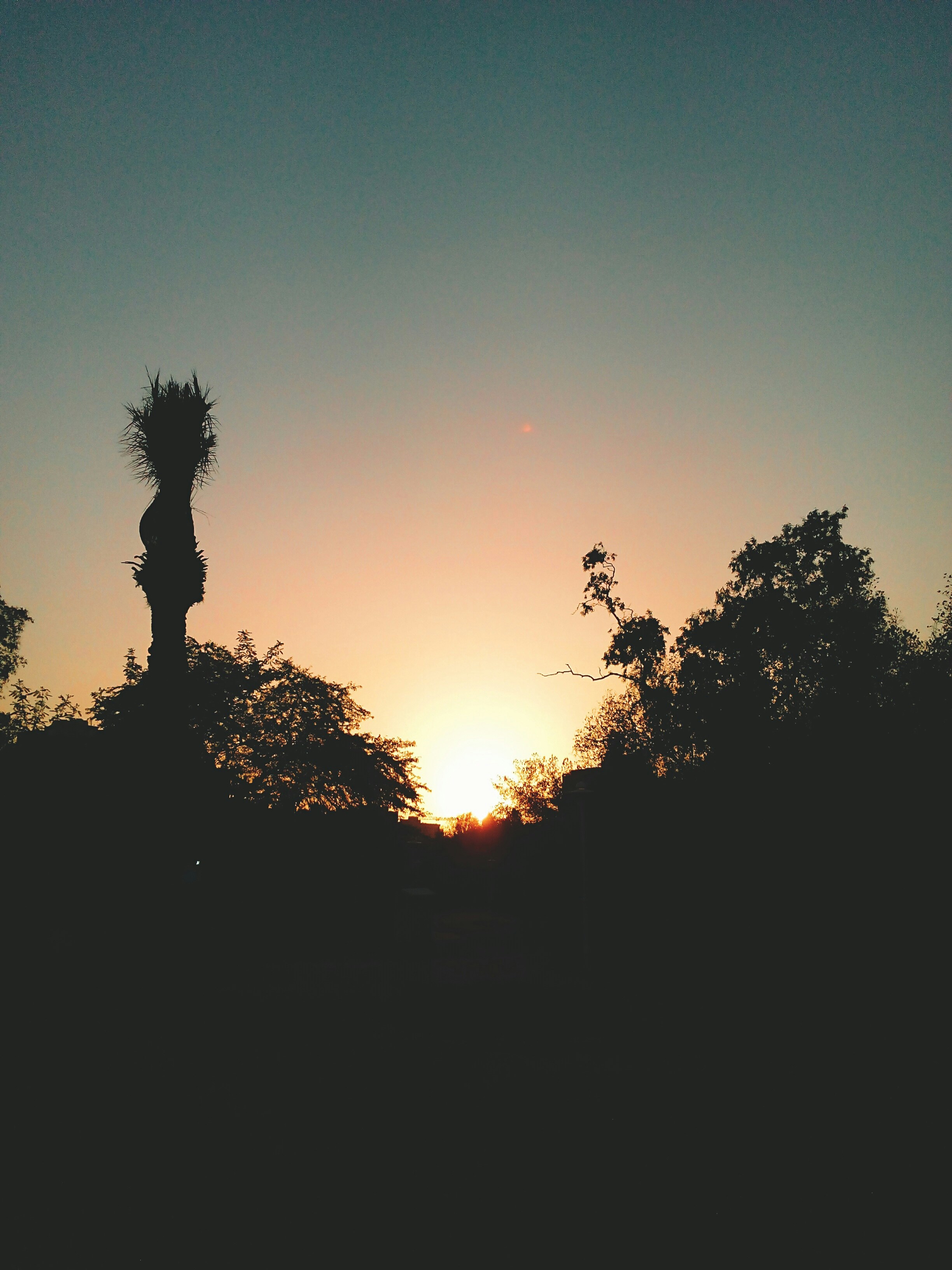 silhouette of trees