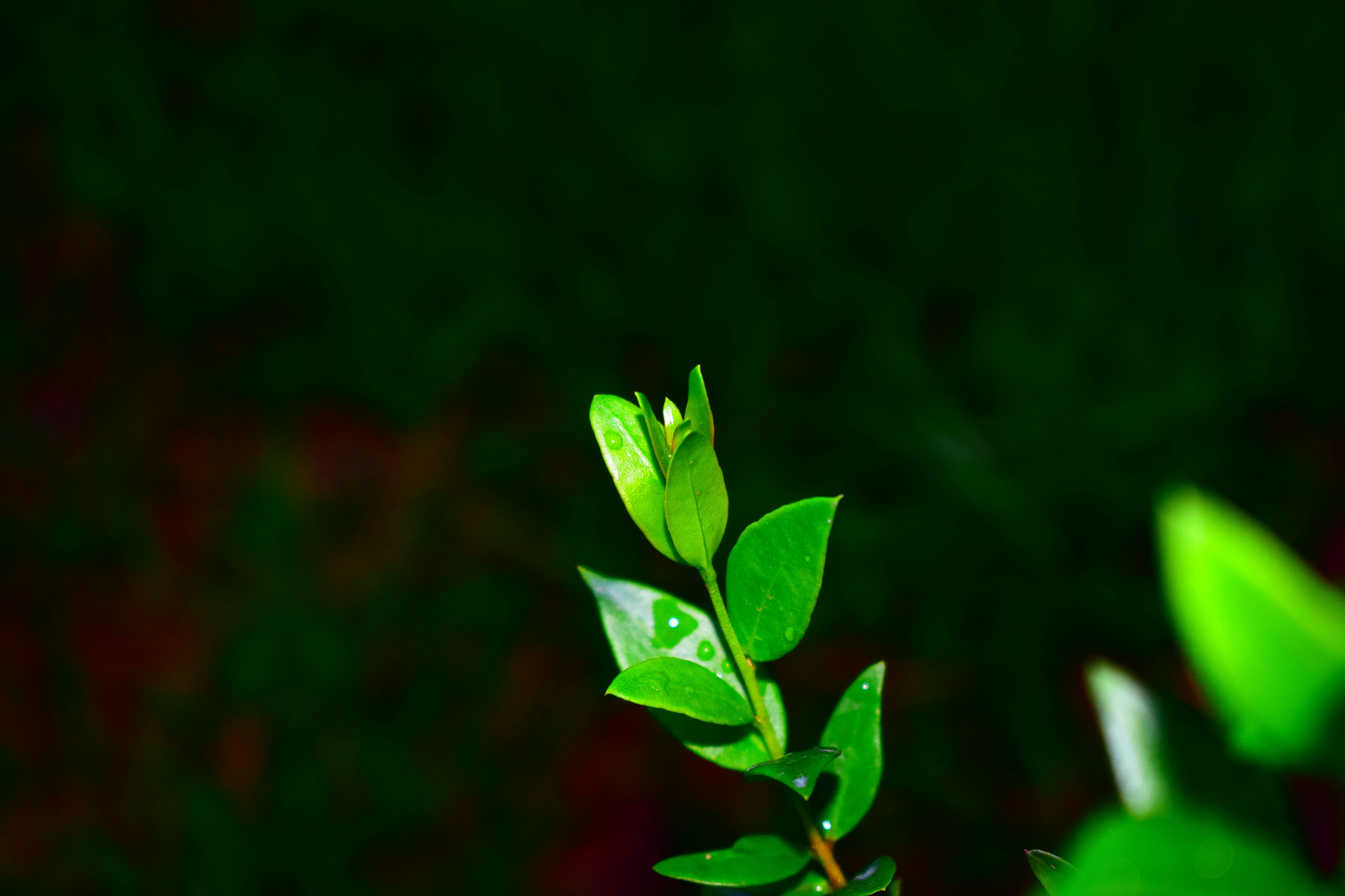Dew-Kissed Leaf Tip in a Velvet Green Backdrop