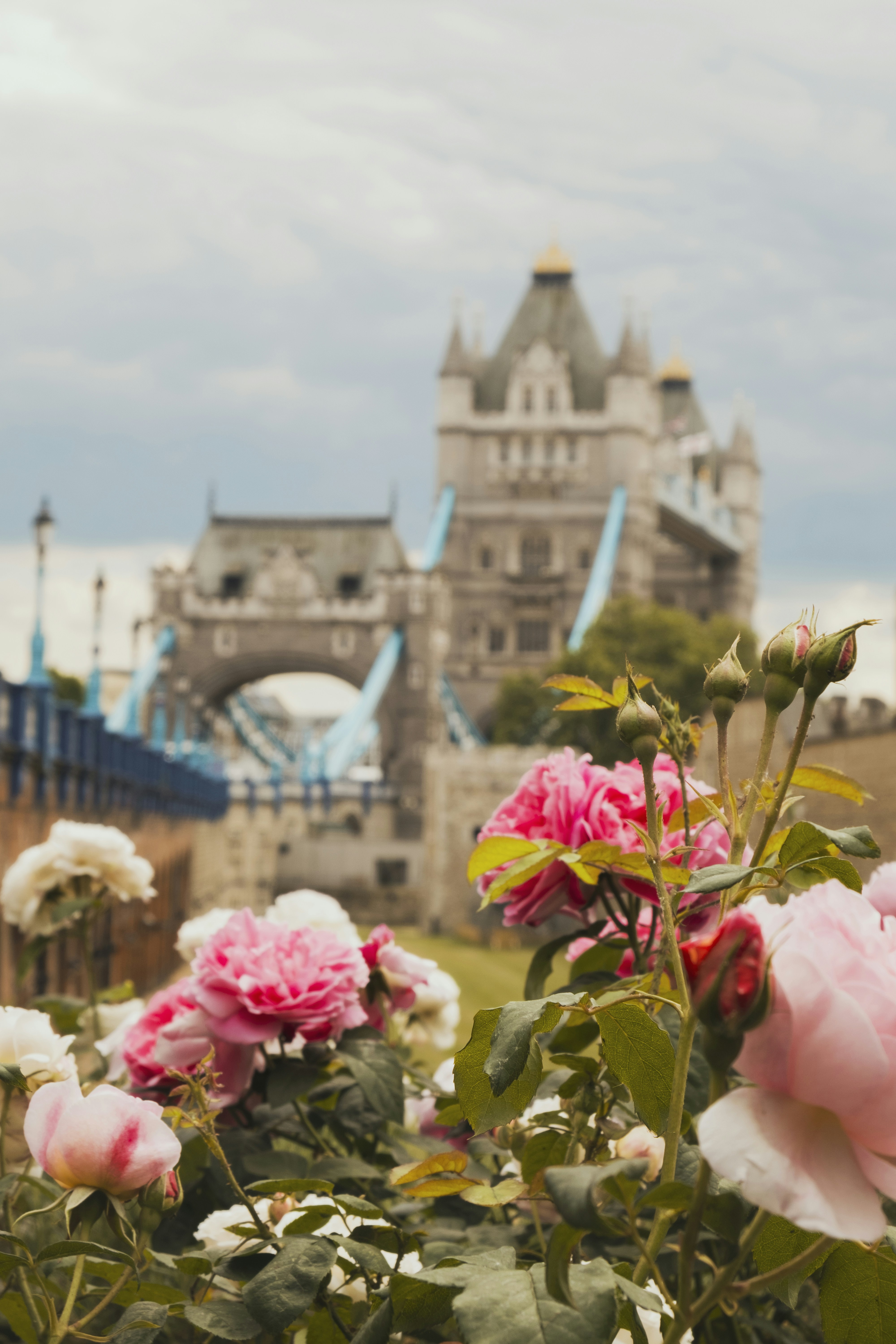 Petal Portrait: Pink Roses Framing Tower Bridge in Morning Mist