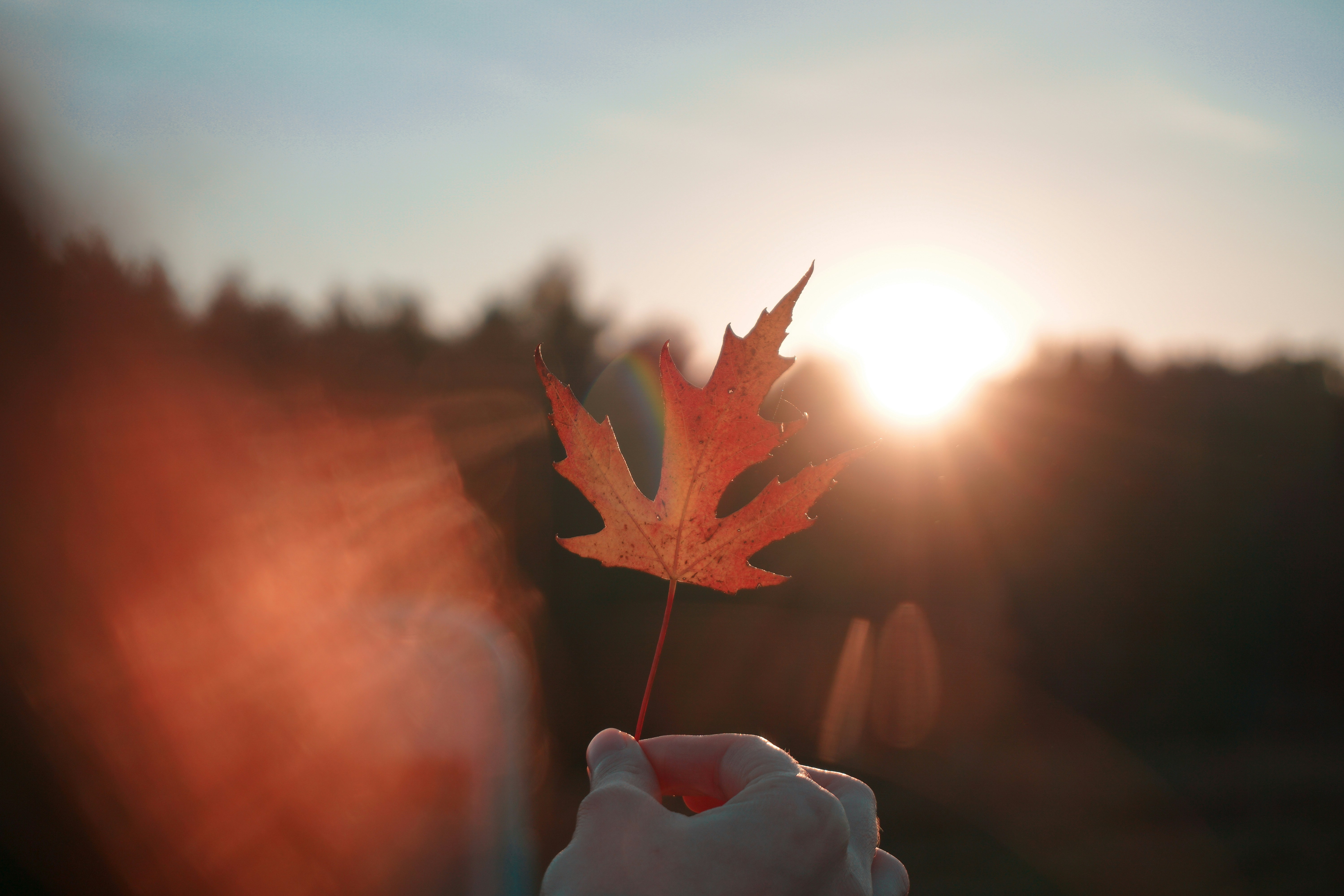 Backlit Maple Leaf Framed by Sunset Glow