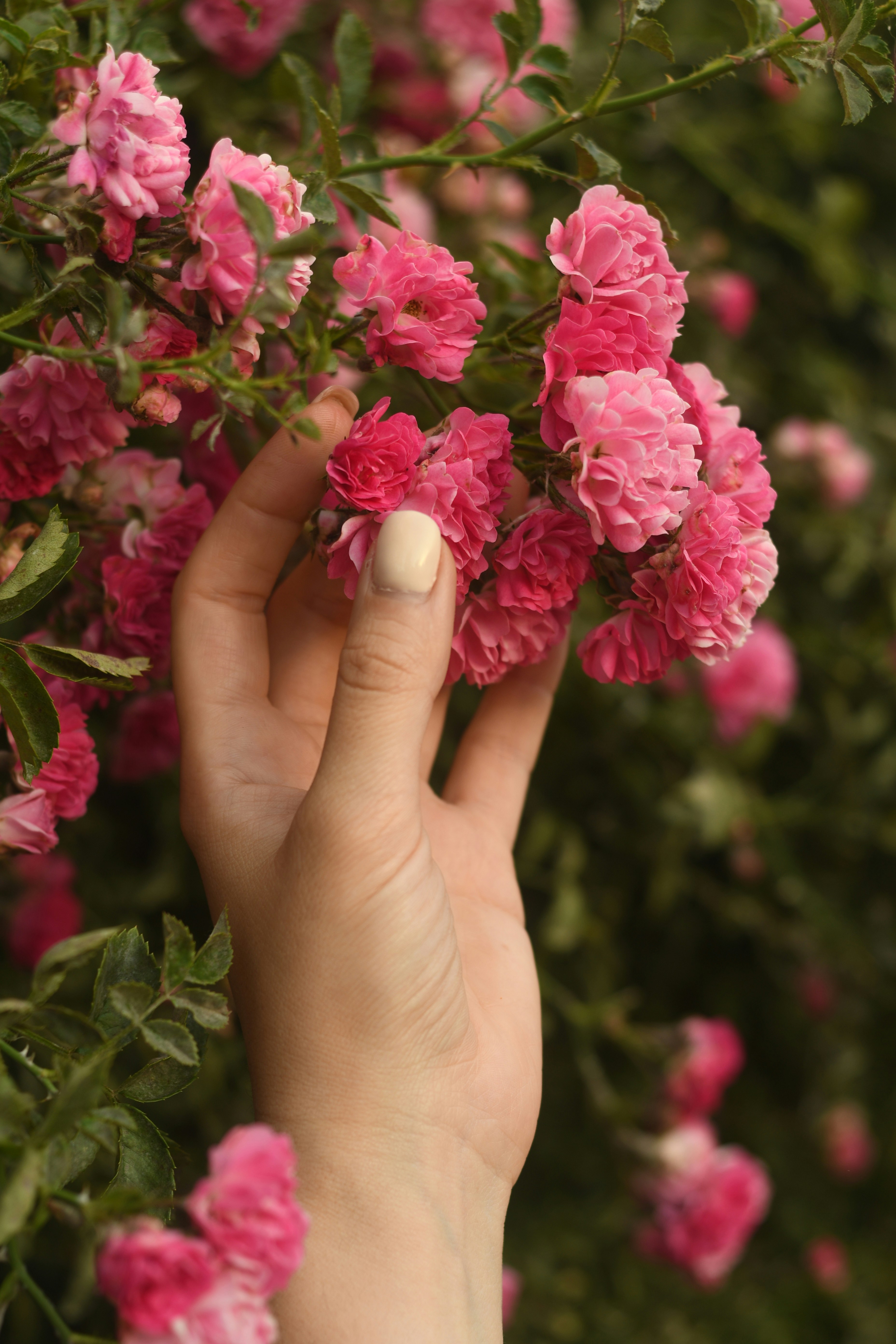 pink petaled flower