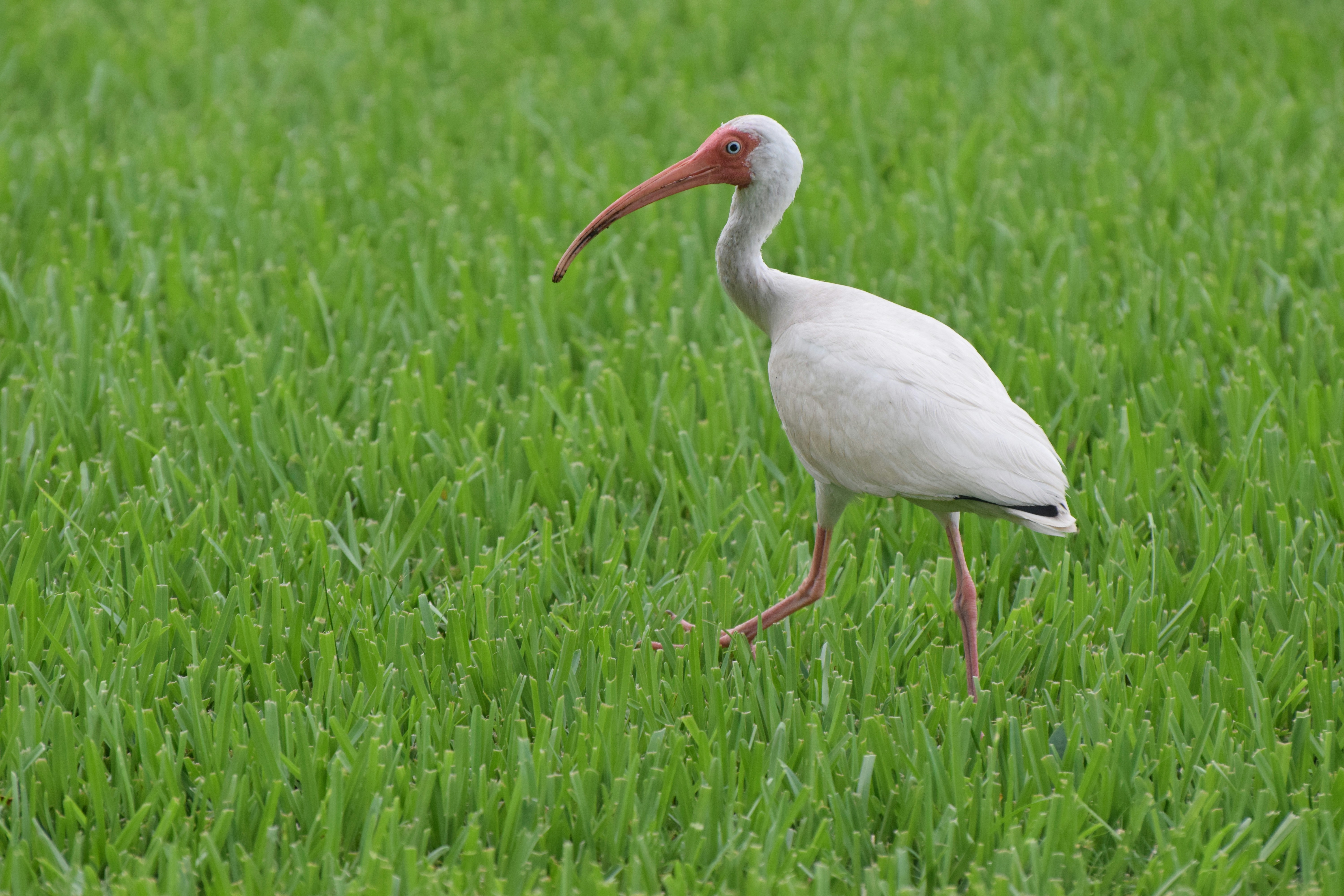 uccello bianco dal lungo becco sui campi erbosi photo – Photo Oiseau ...