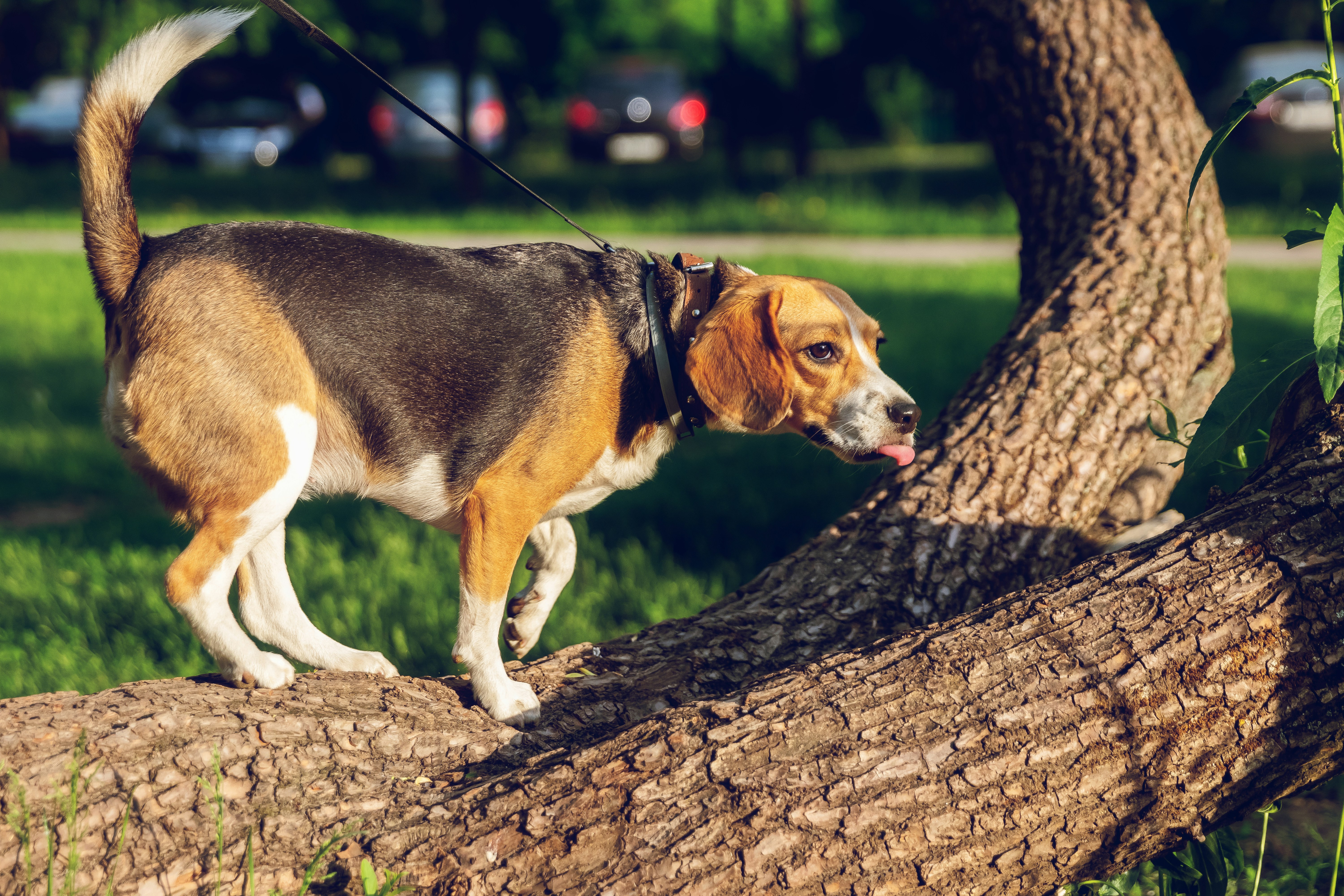 shallow focus photo of short-coated brown and black dog