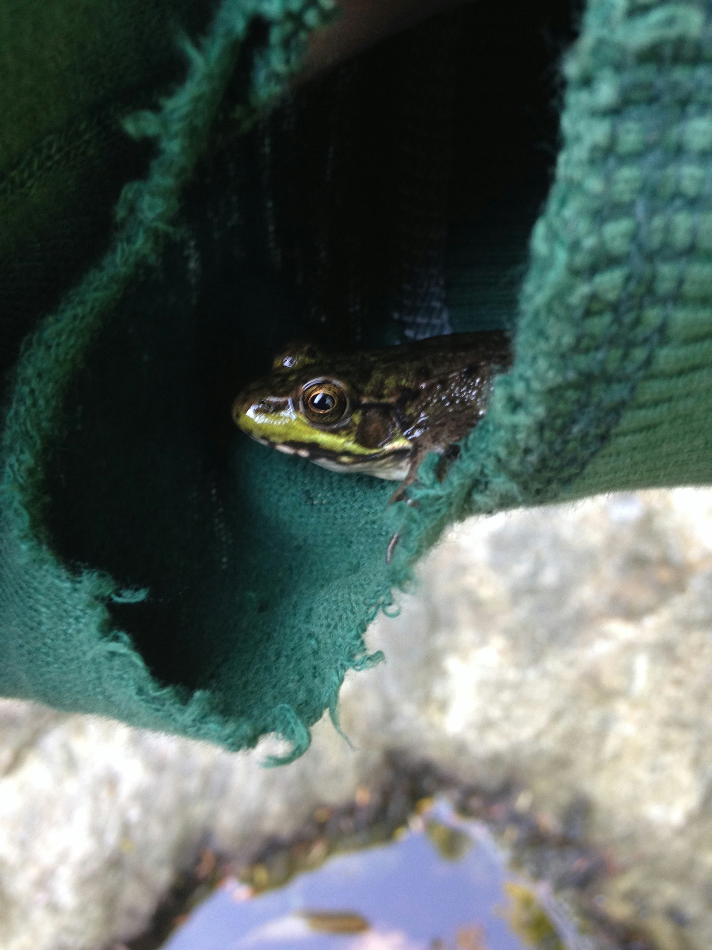 A green frog peering out from a fabric crevice, surrounded by nature's textures. The scene captures a moment of tranquility in its habitat.