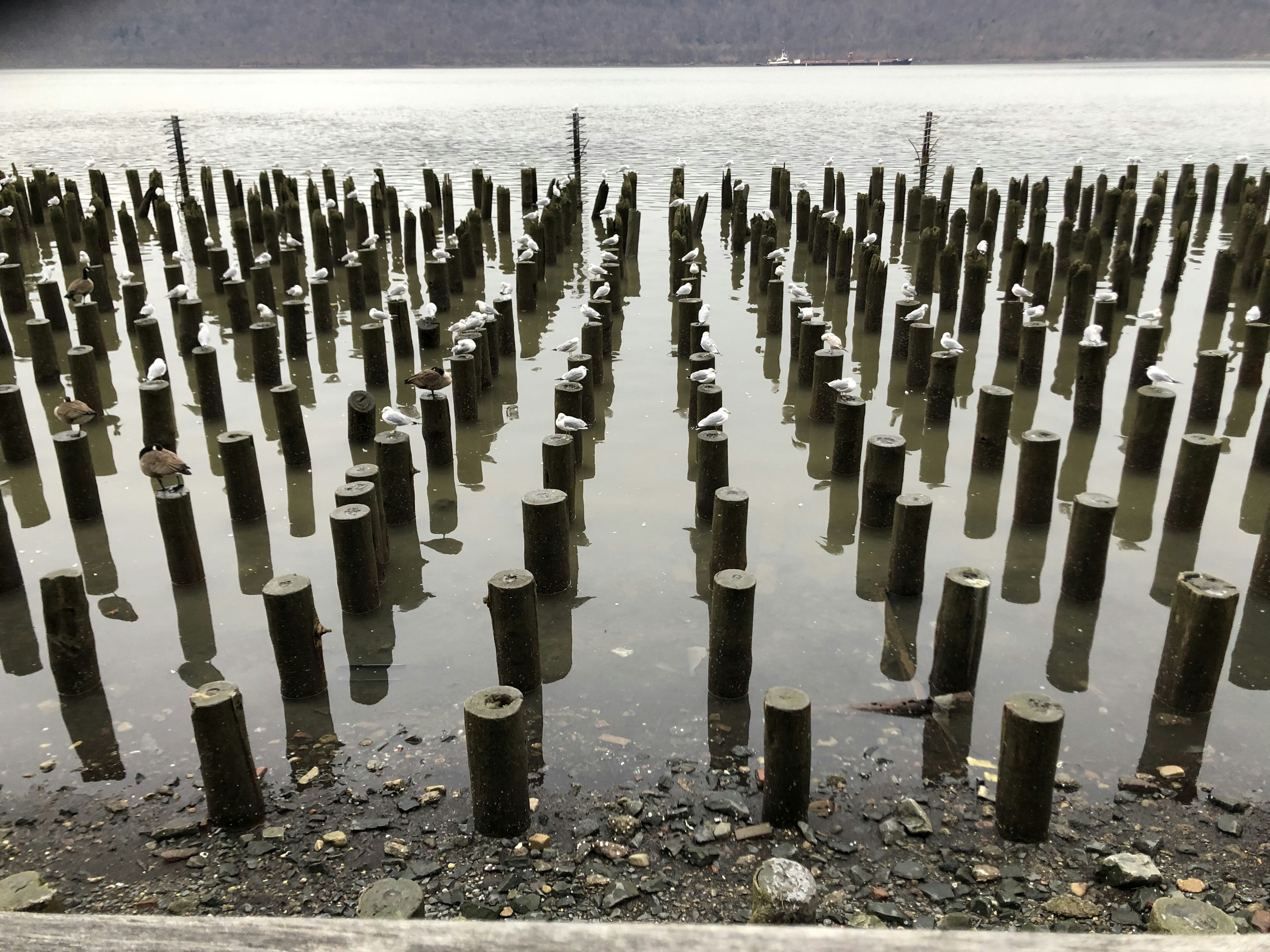 Pillars on the Quiet Tide: A Sea of Timber Reaching the Horizon