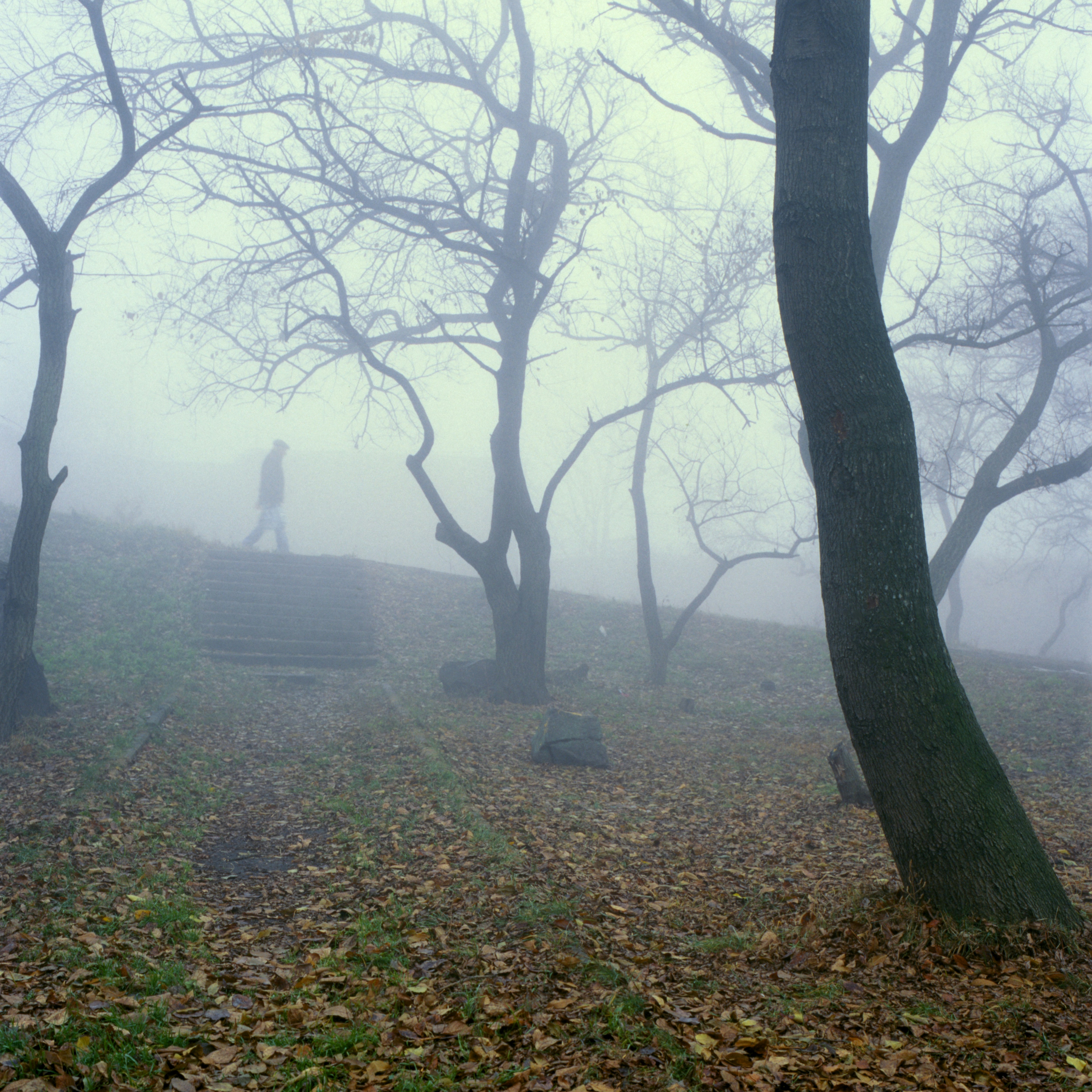 Mist-Lost Stroll: A Lone Figure Among Silent Trees