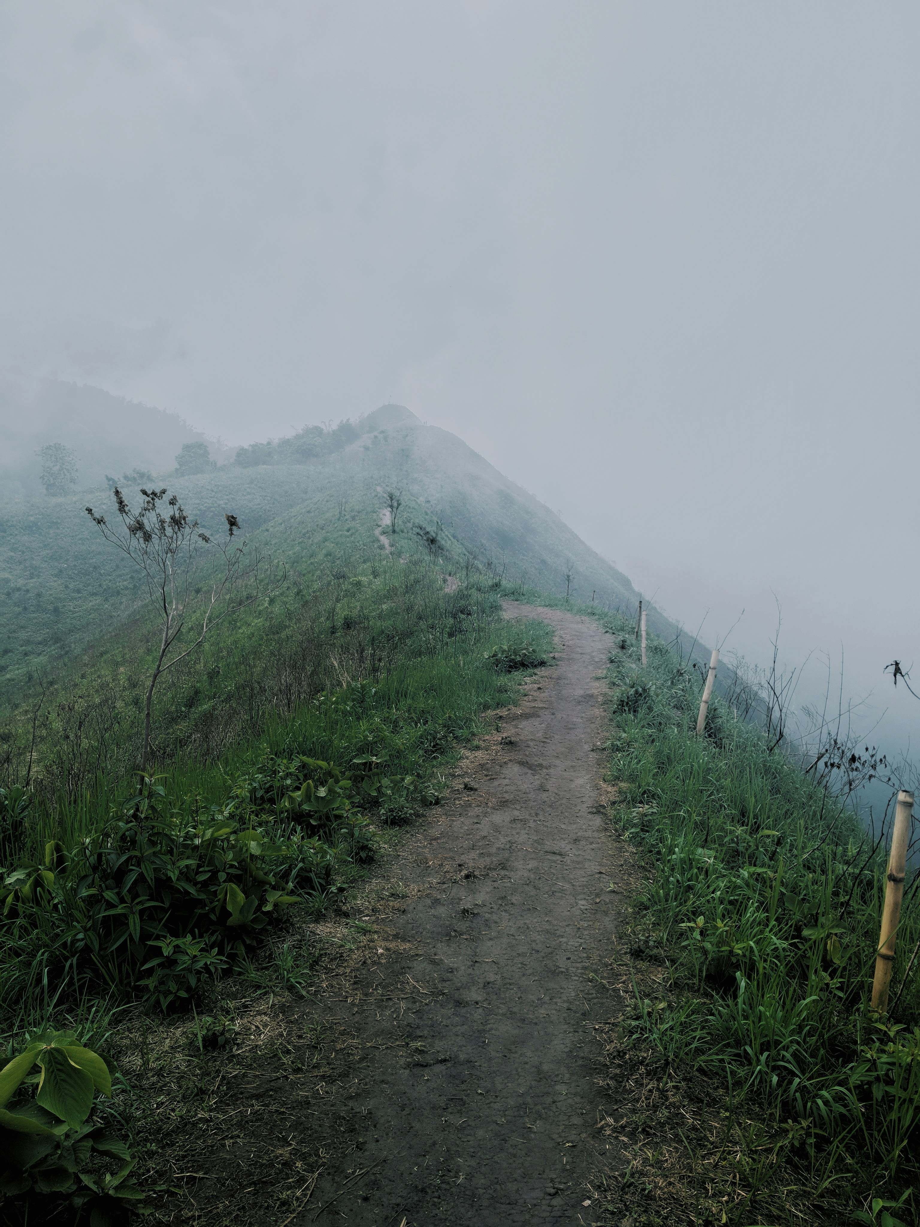 Winding path through lush greenery on a foggy hillside, inviting exploration into the unknown.