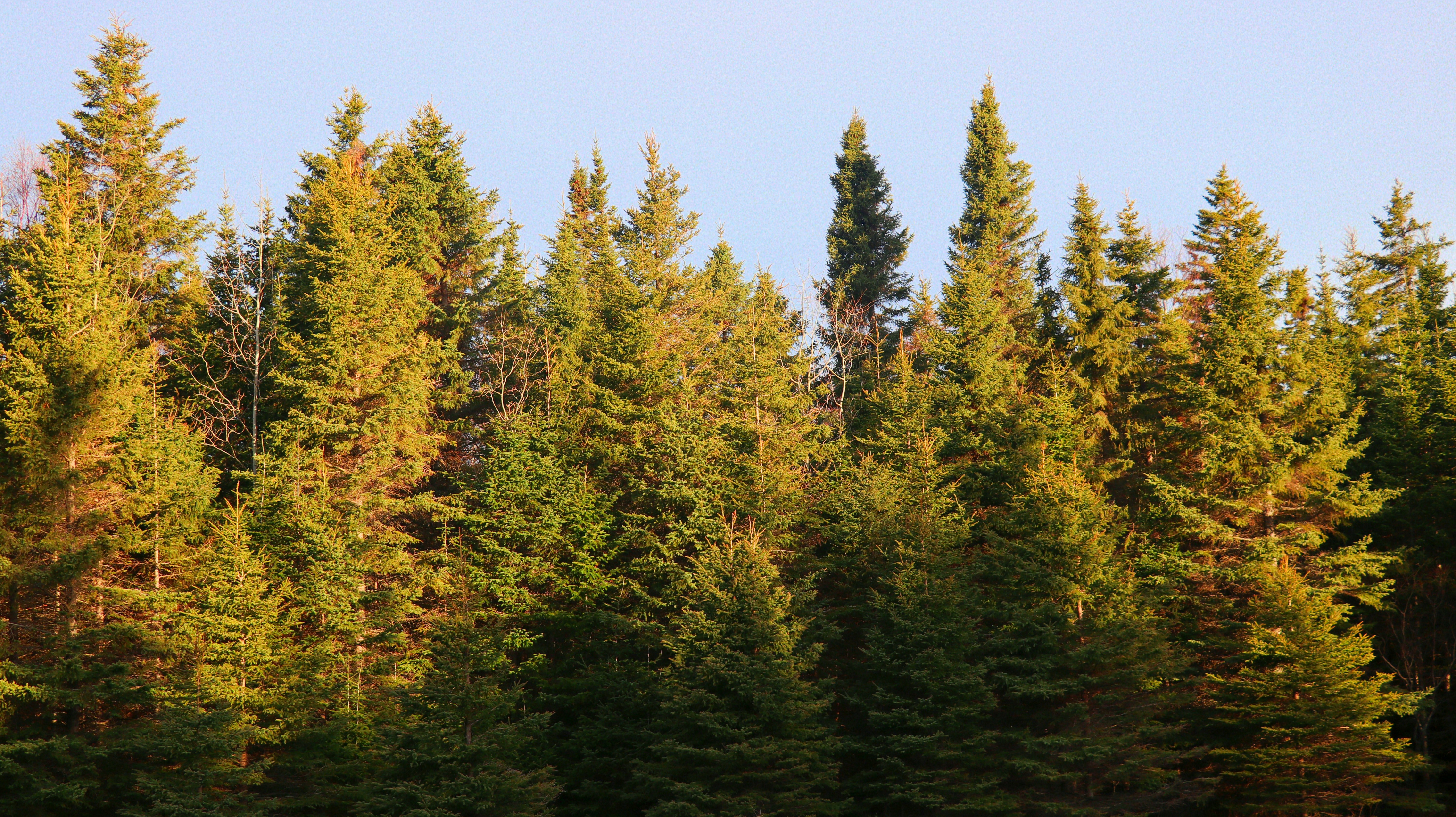 Field of trees photo – Free Nature Image on Unsplash
