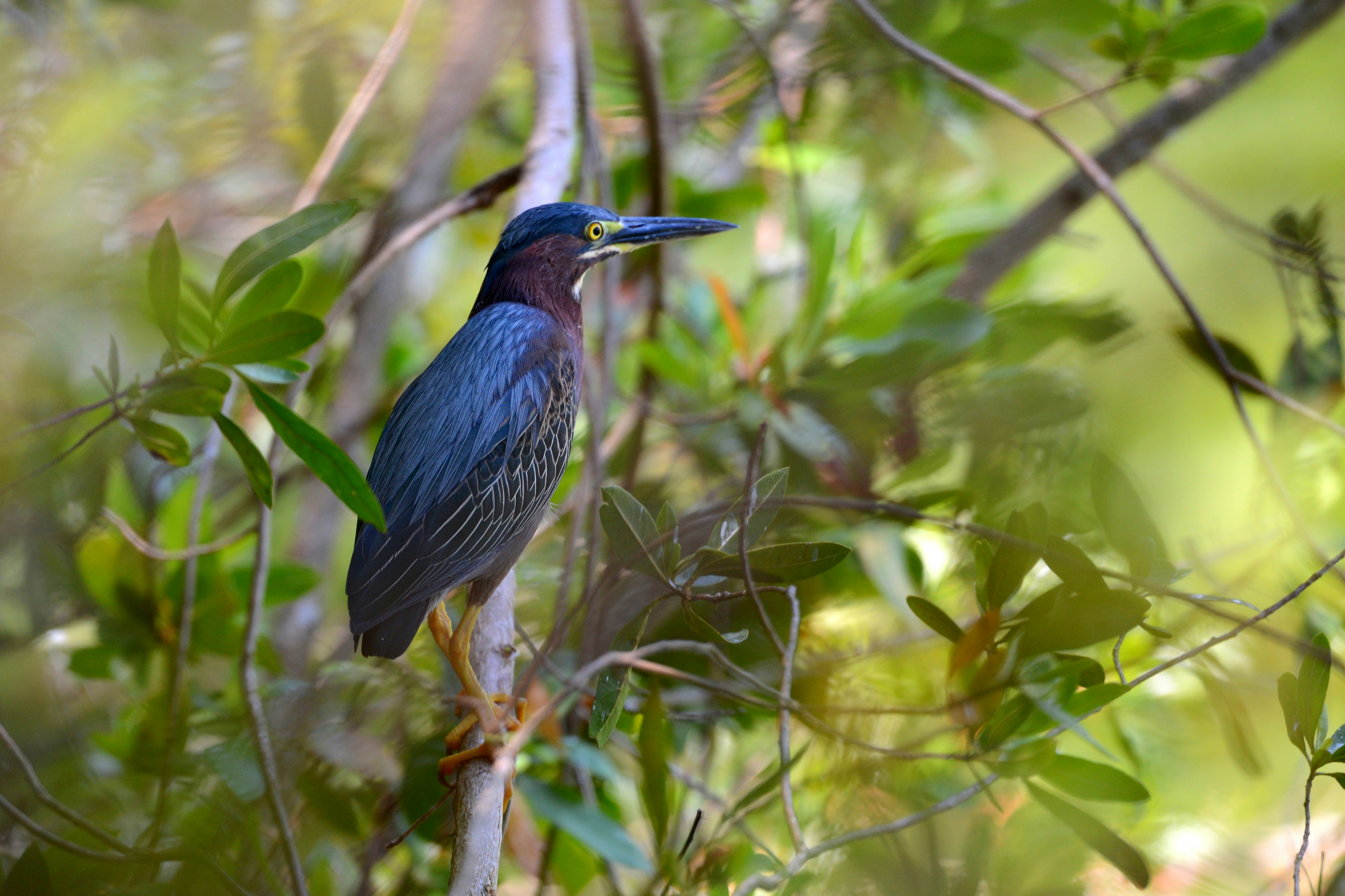 Blue long-beak bird photo – Free Green heron Image on Unsplash