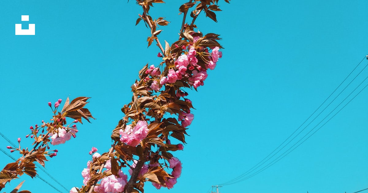 Foto Planta De Hojas Verdes Con Flores Rosadas Imagen Planta Gratis
