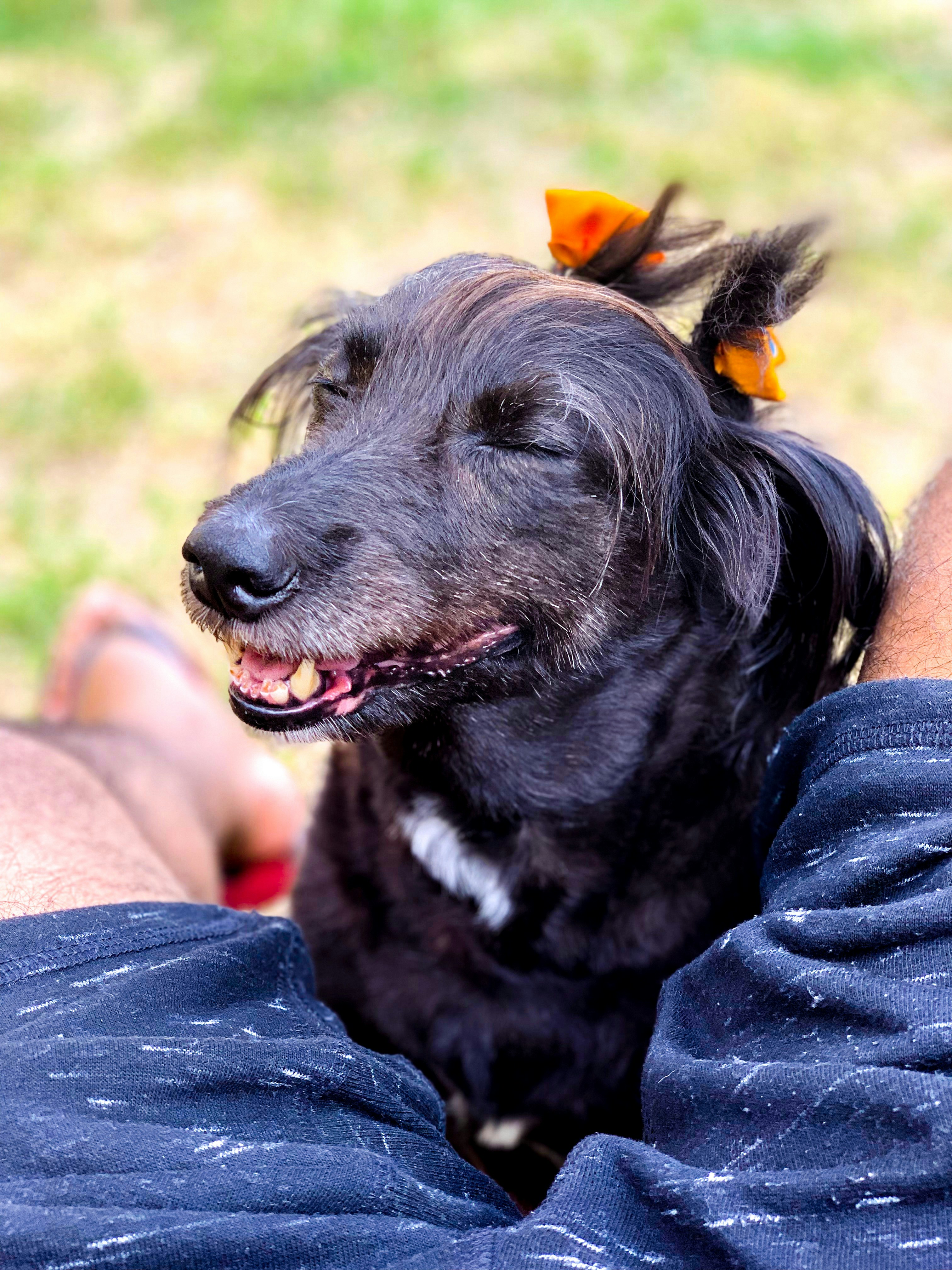 Between Lap and Sunshine: A Black Dog with Orange Bows Enjoys a Quiet Moment