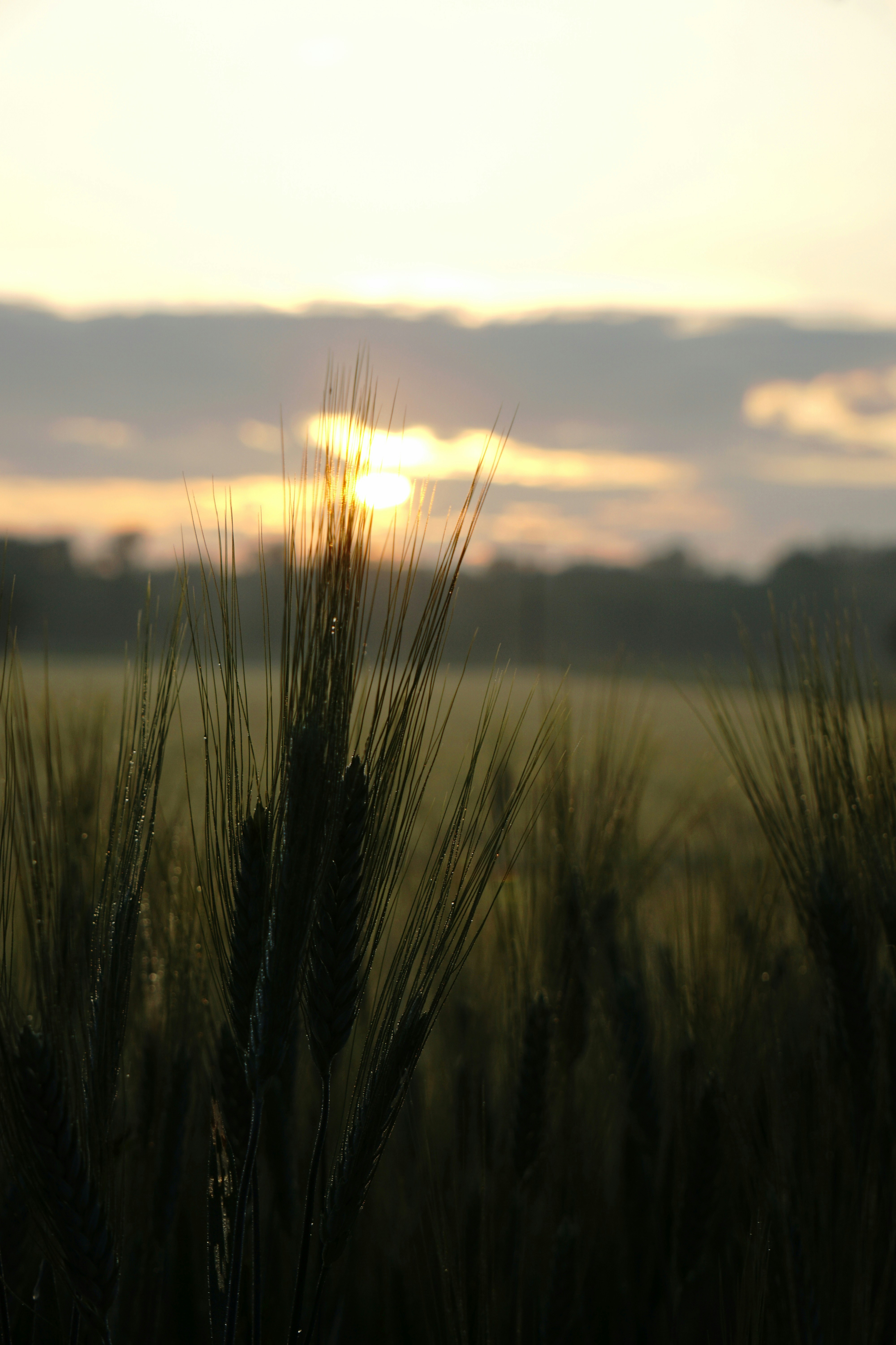 Golden Hour at the Field's Edge: Sun Behind the Wheat