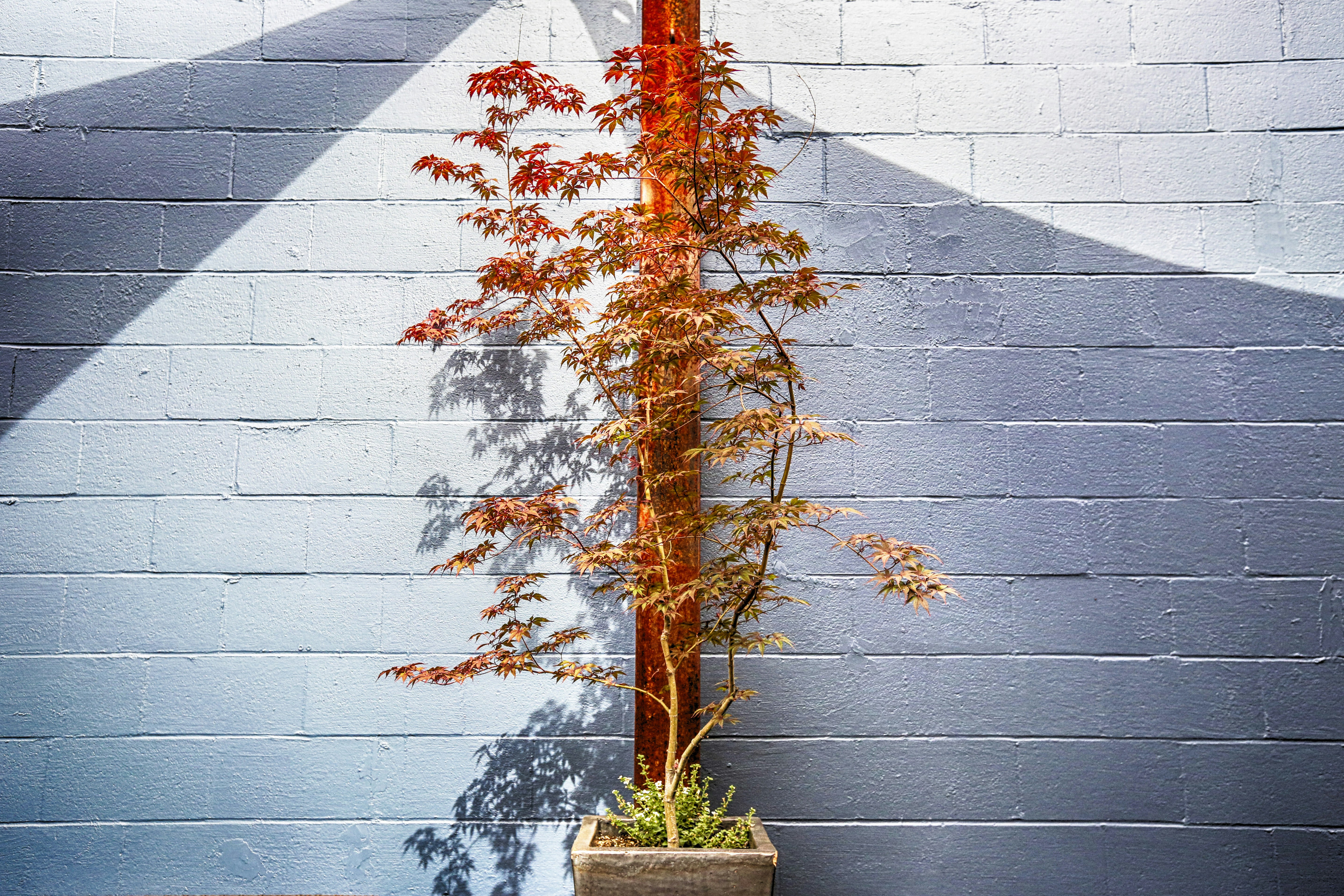 A vibrant maple tree casts intricate shadows on a textured blue wall, highlighting the contrast between nature and urban aesthetics.