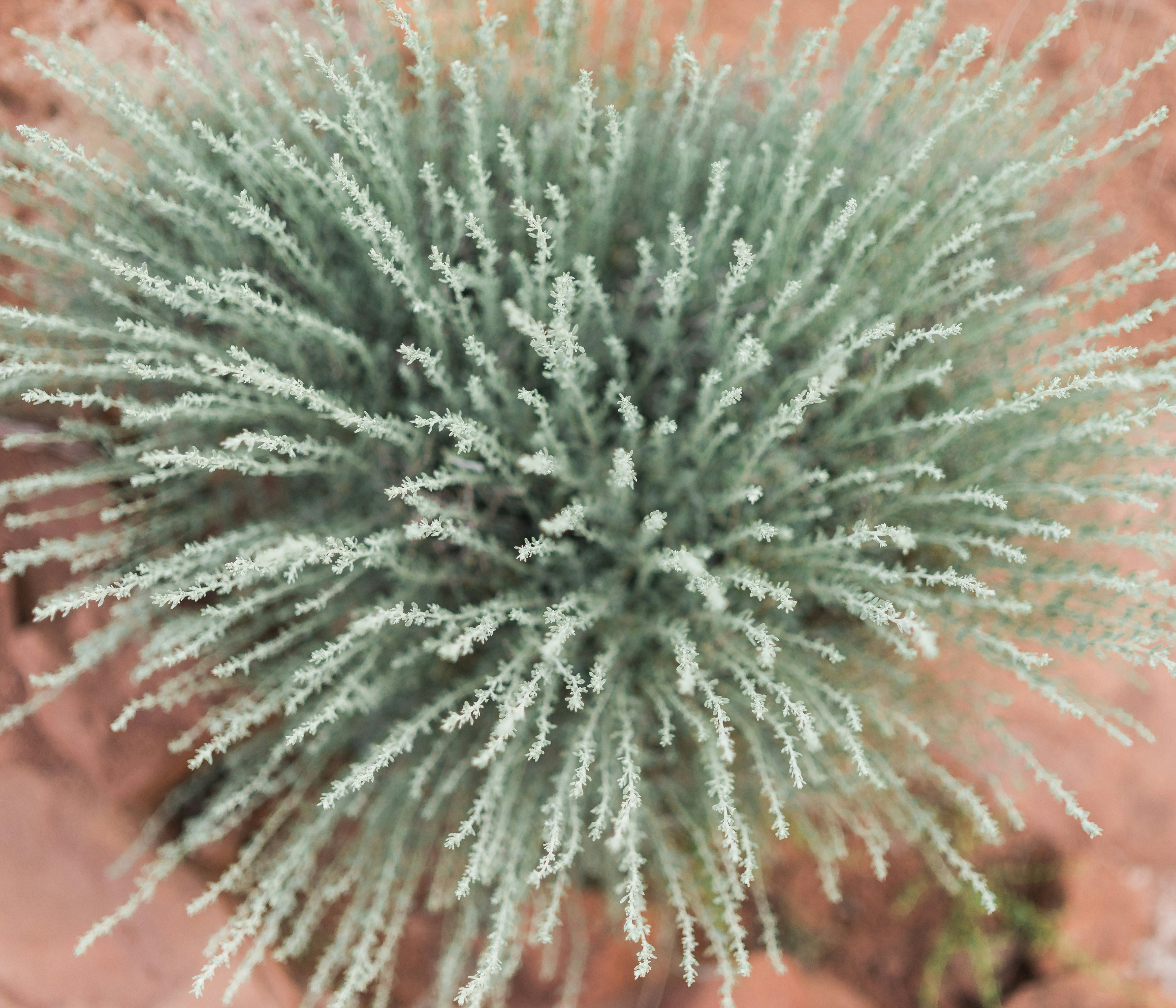 Crystalline Rosette: Frosted Spikes in Desert Light