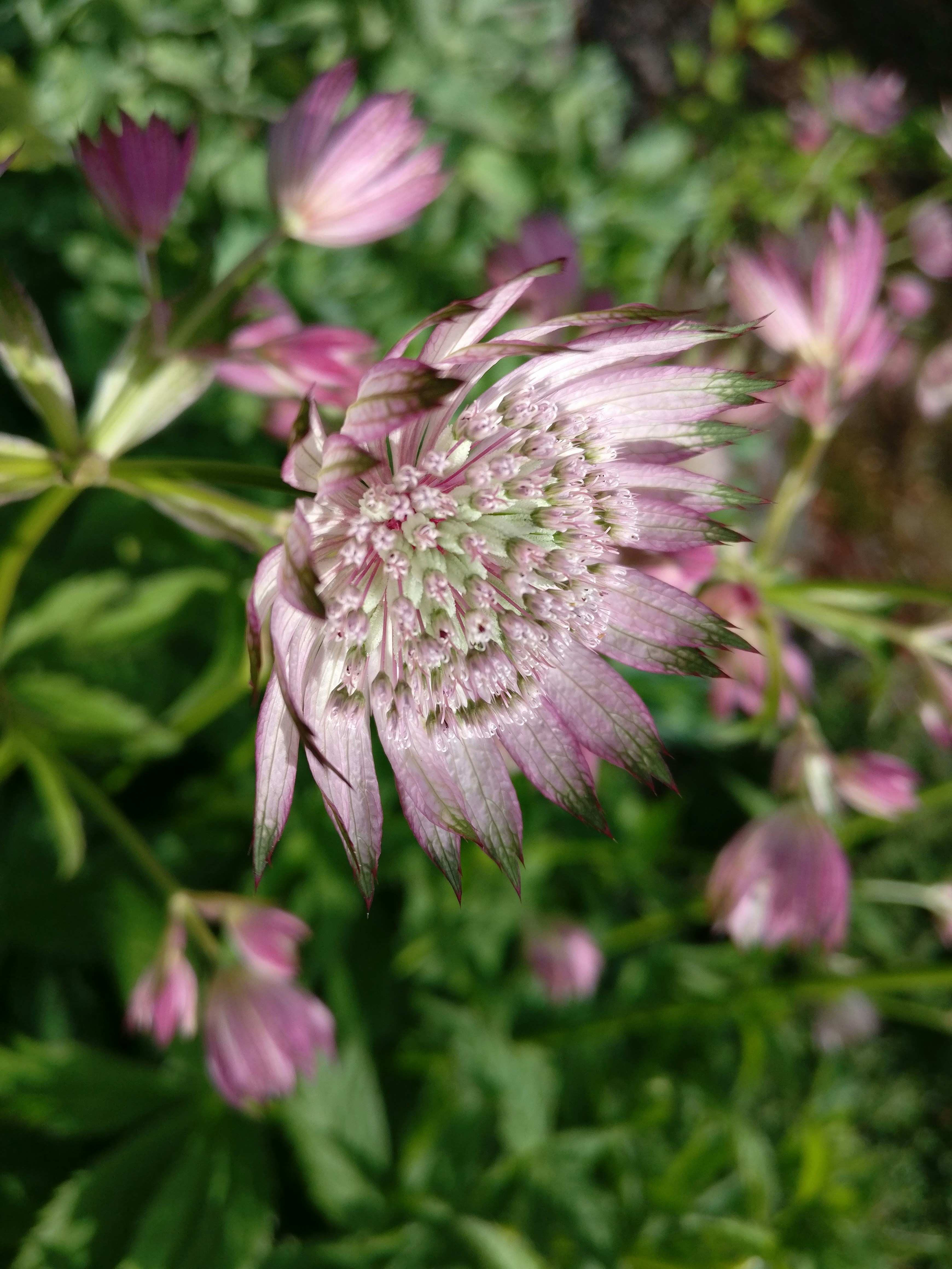 Pastel Starburst: a close-up of a pink multi-layer bloom