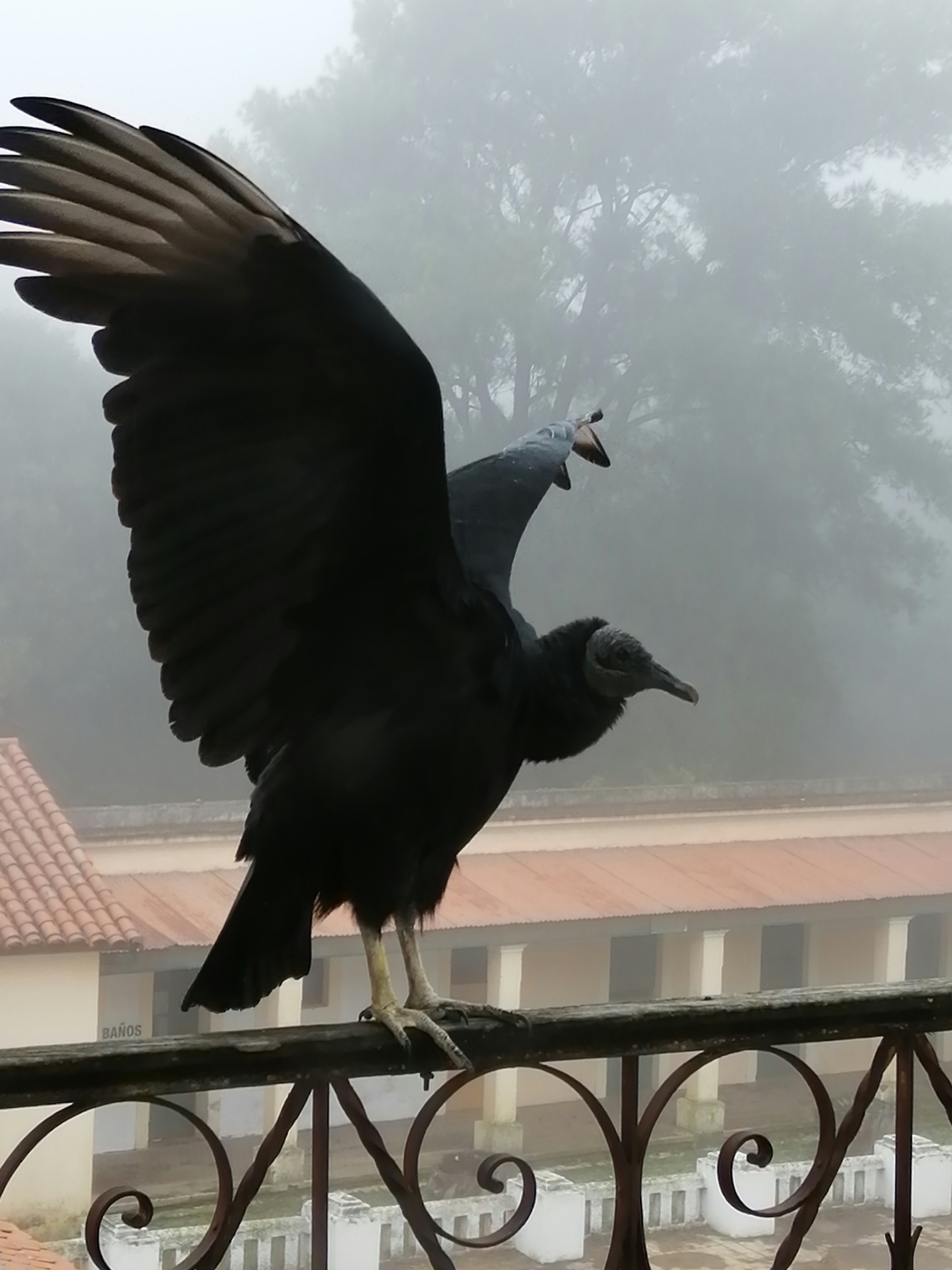 A black vulture spreads its wings on a railing, set against a foggy backdrop with muted colors. The scene captures the bird's poised stance amidst a serene environment.