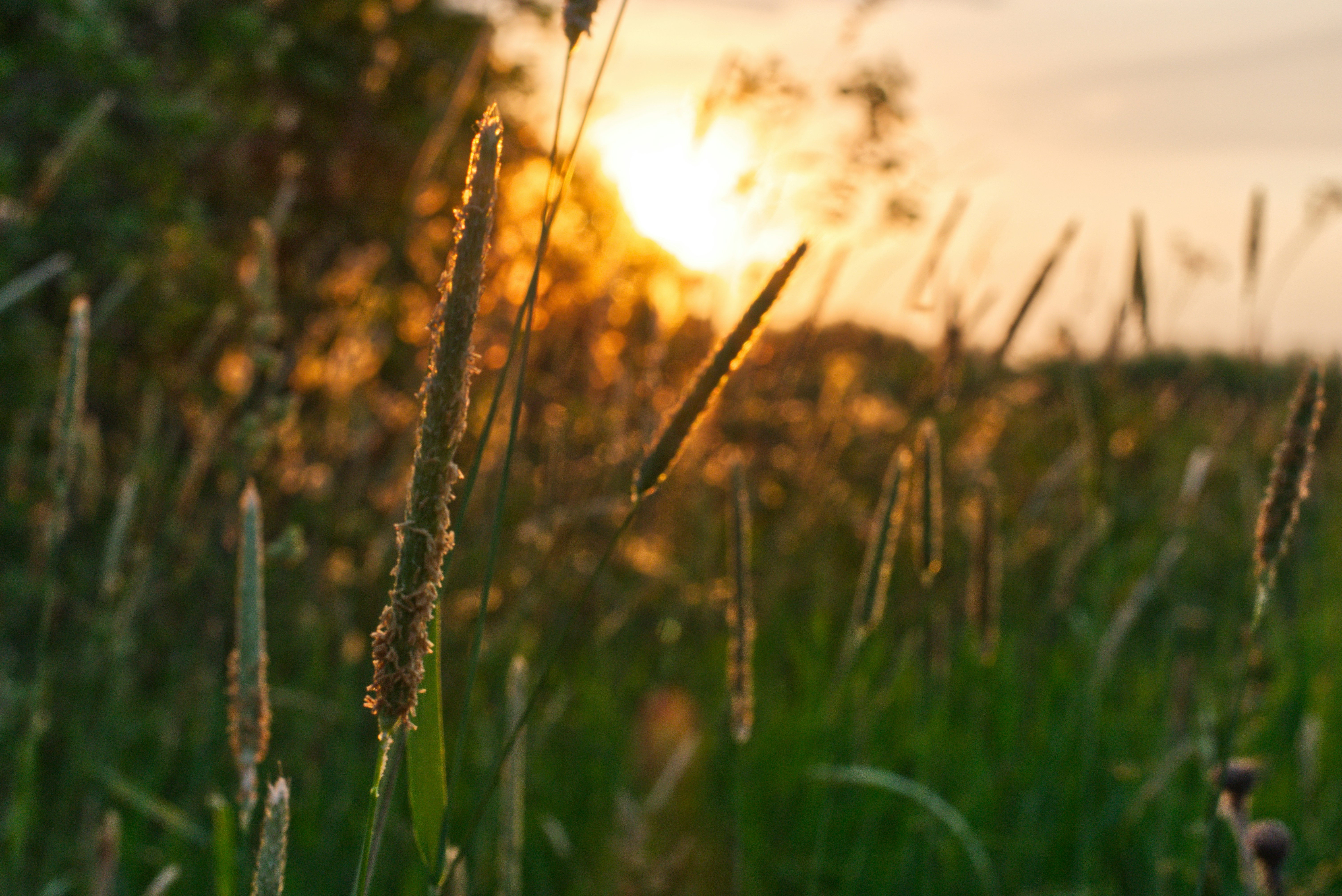 Définition de spica | Dictionnaire français