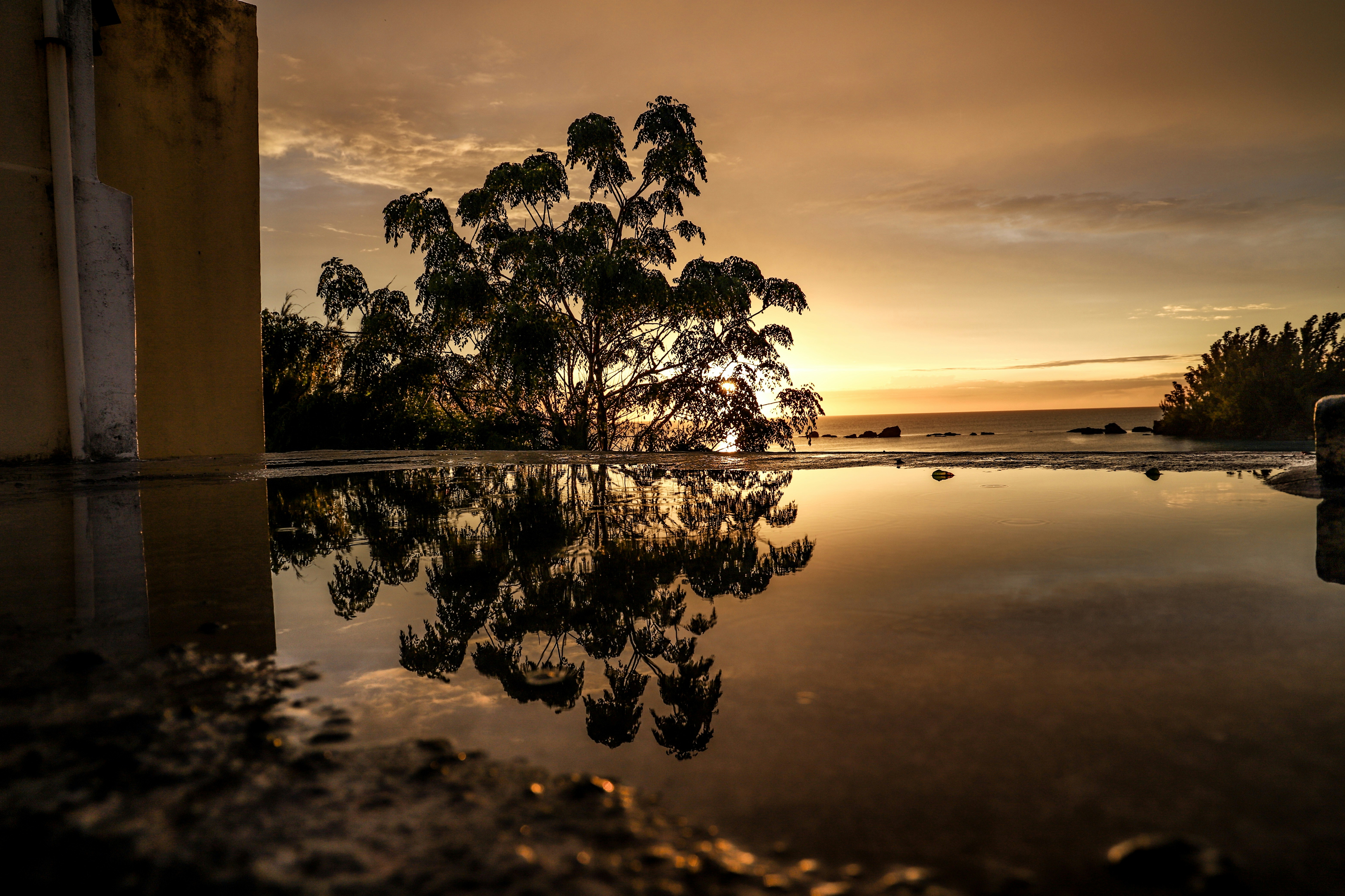 Sunset Mirror: Silhouetted Trees Framed by a Tranquil Tide