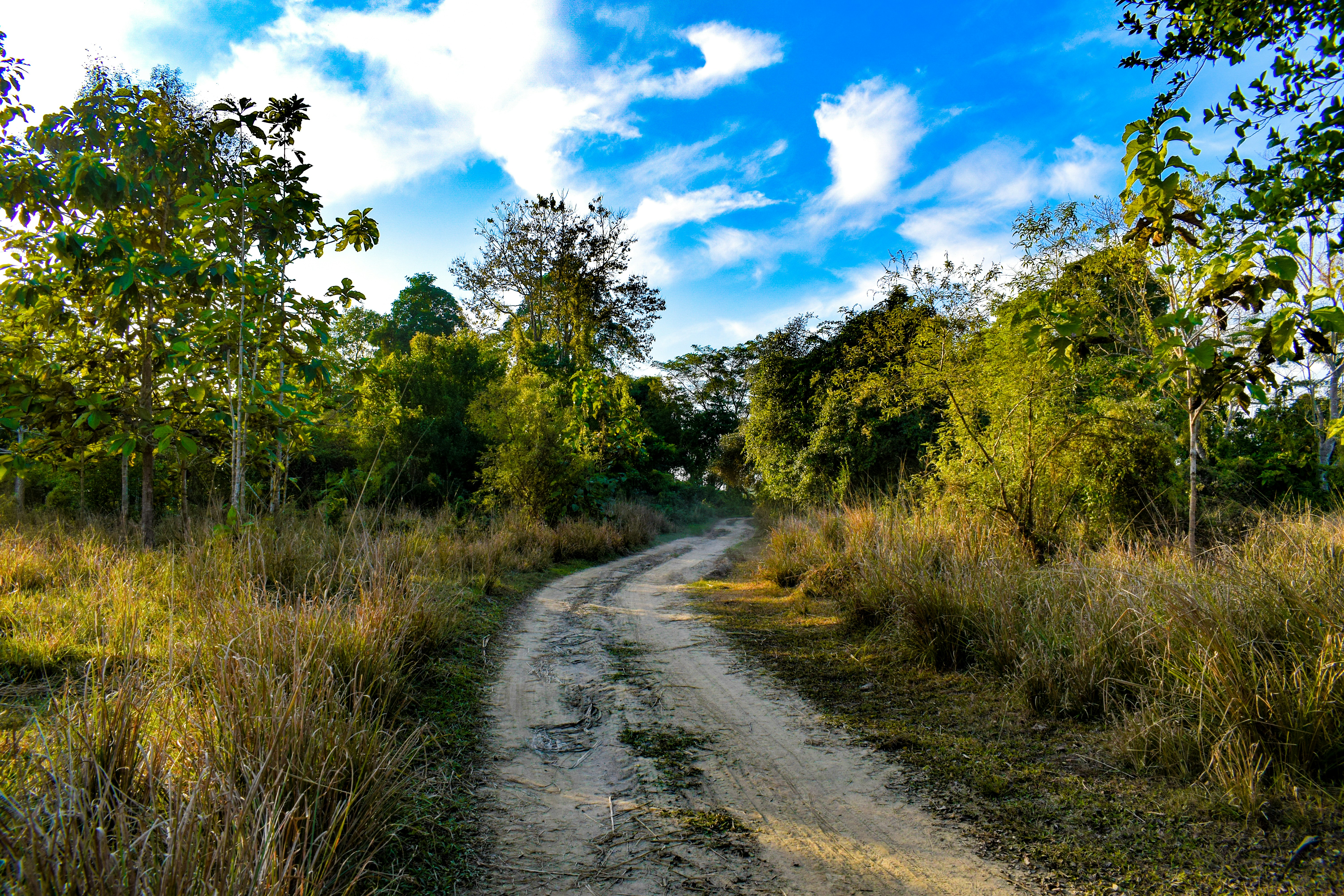 Dirt path curving through a dense forest under a bright blue sky with scattered clouds.