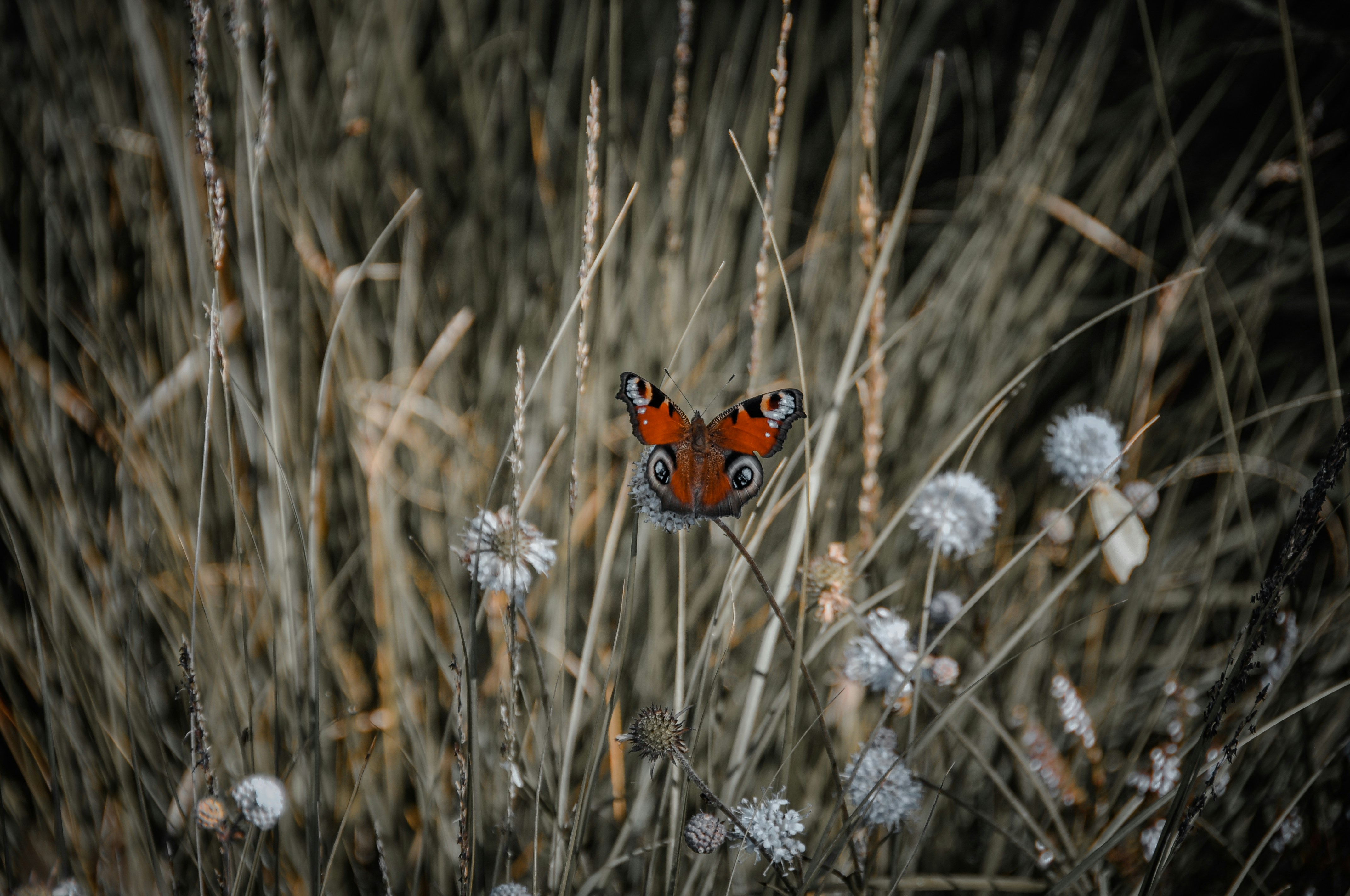 Butterfly amid Dry Grass: A Bold Orange Accent in Quiet Fields