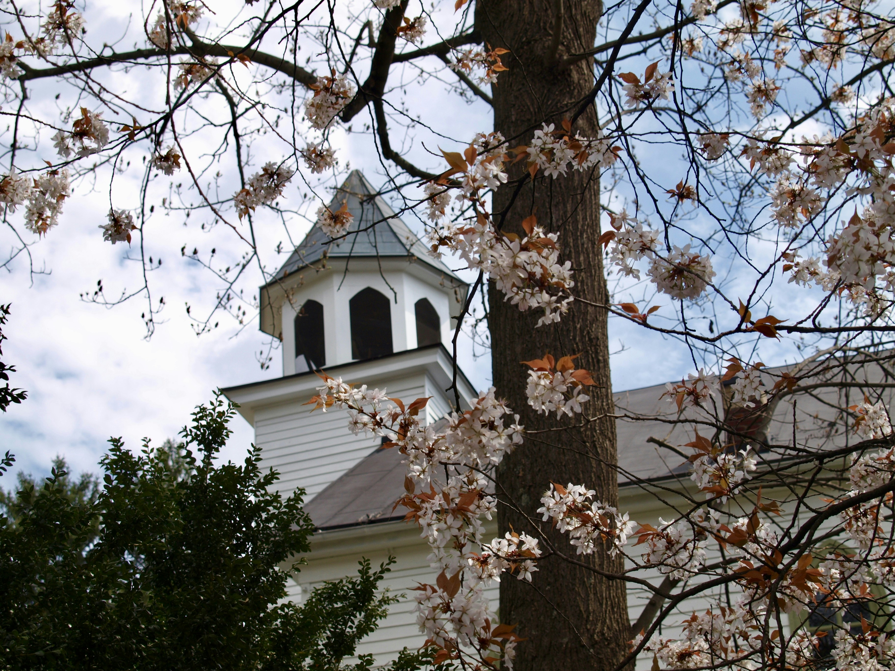Cherry blossoms in full bloom with a white church steeple in the background on a clear day.