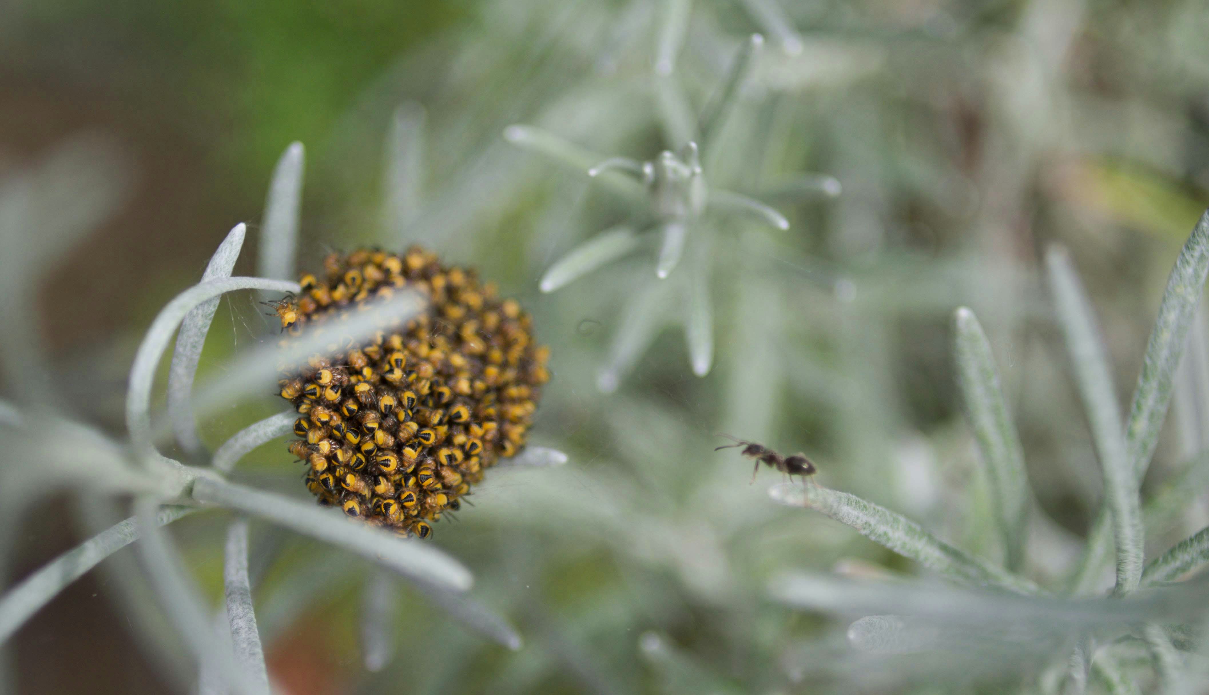 An ant stumbles across a cluster of newly hatched spiders.