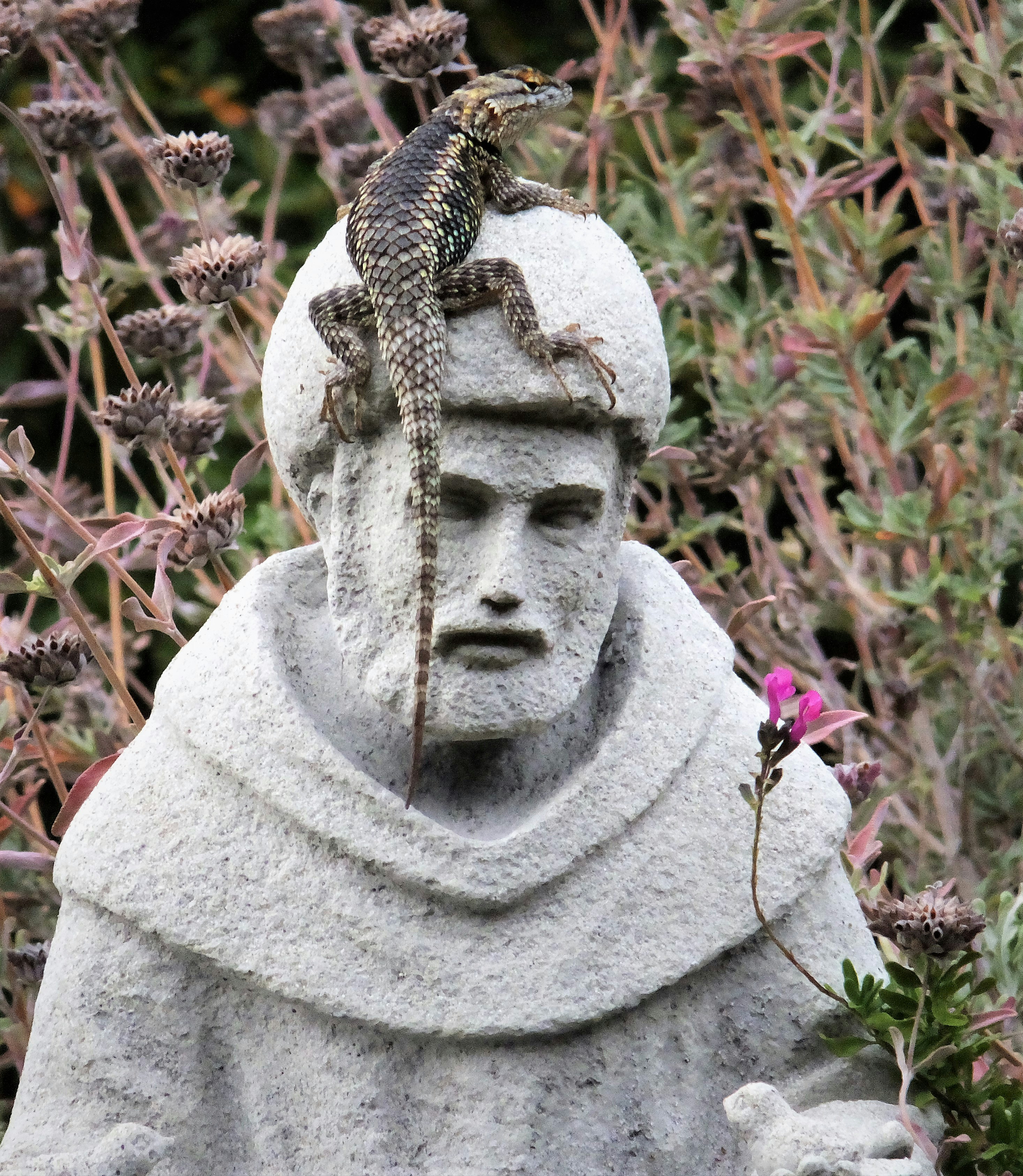 big gray and brown lizard on man statue
