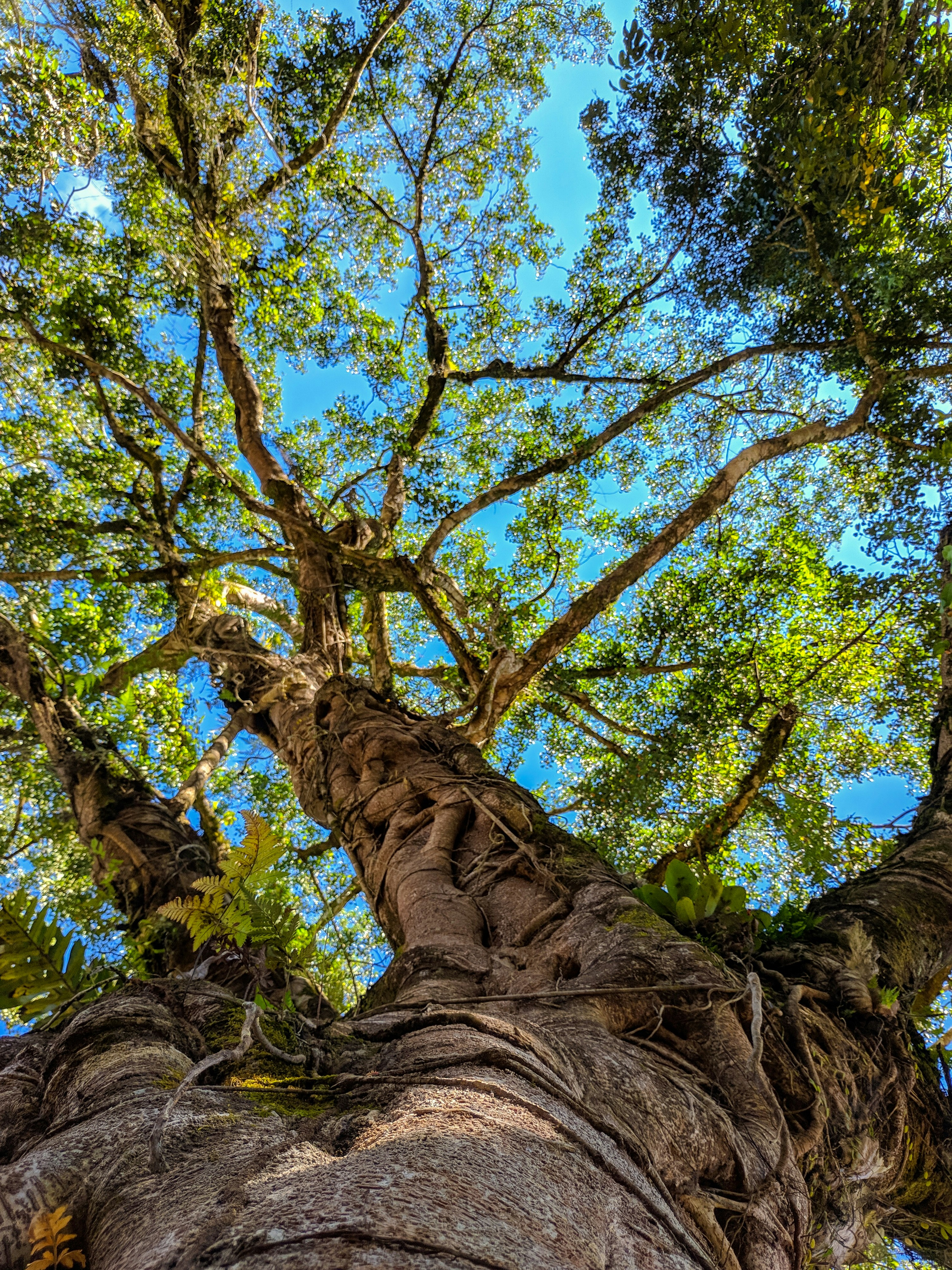 Photograph captures a massive tree trunk and expansive canopy reaching the sky, with textured bark and sunlit green leaves.