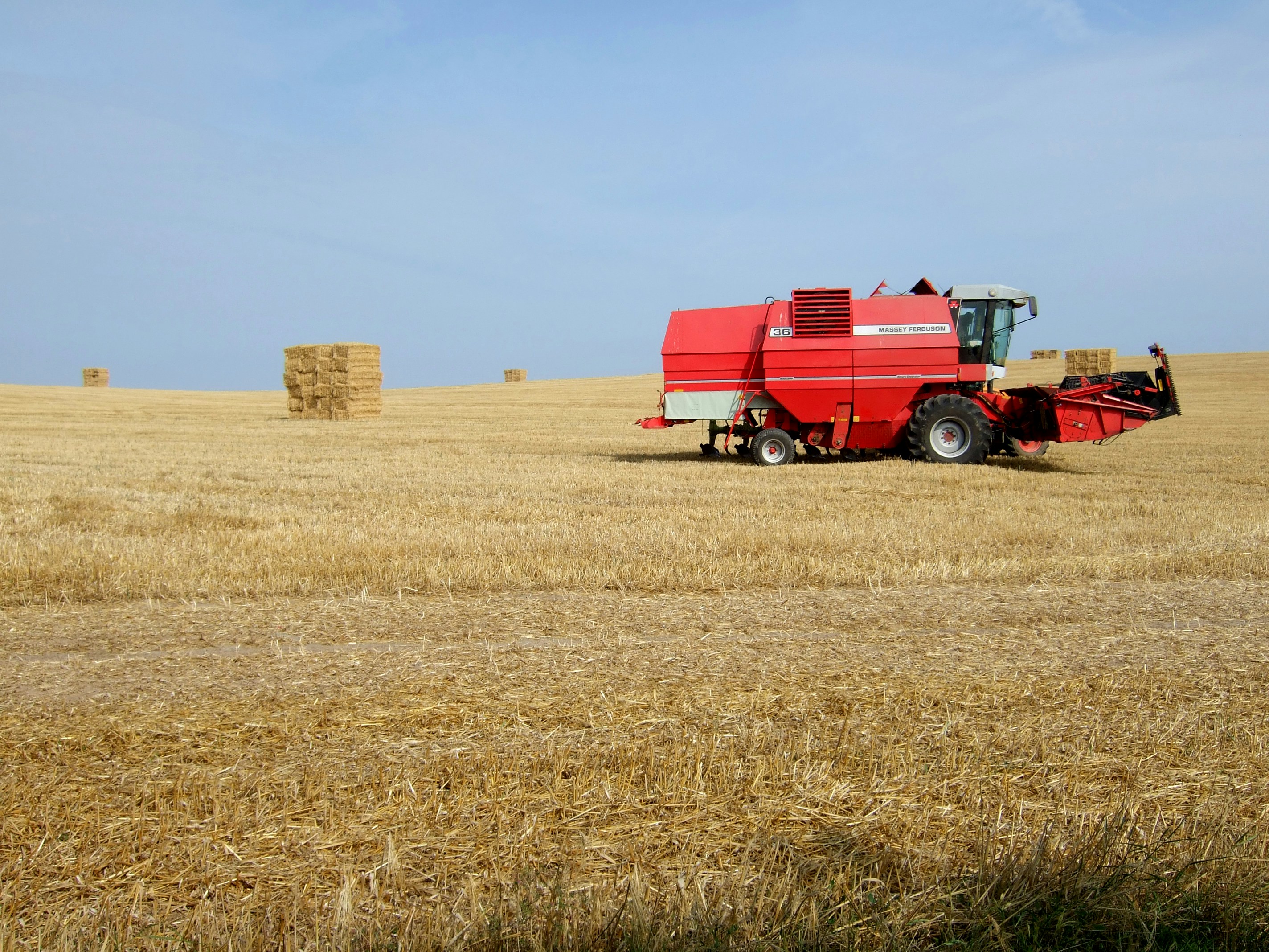 Harvest Symphony in Red and Gold