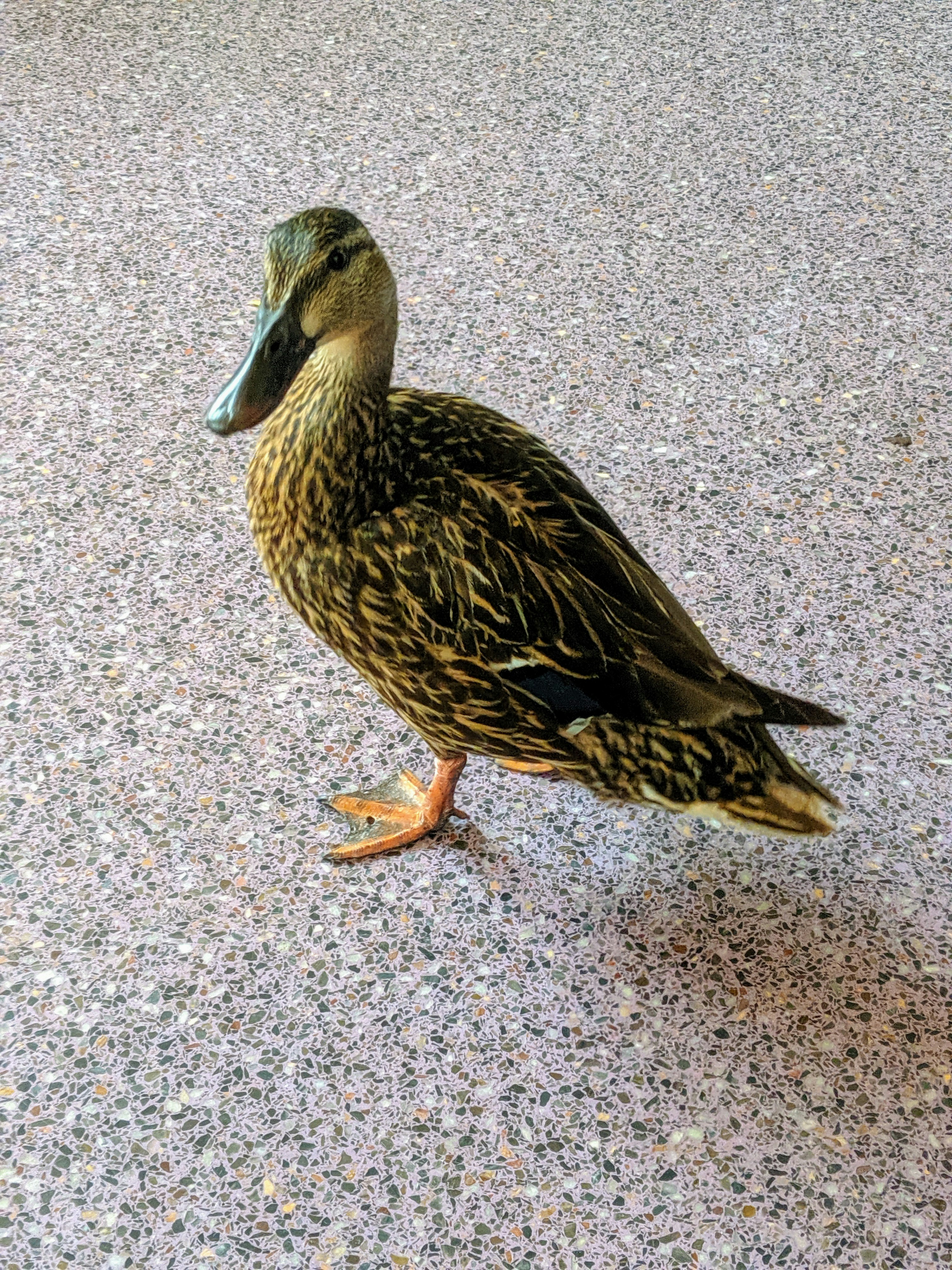Grounded Muse: a brown duck pauses on speckled pavement