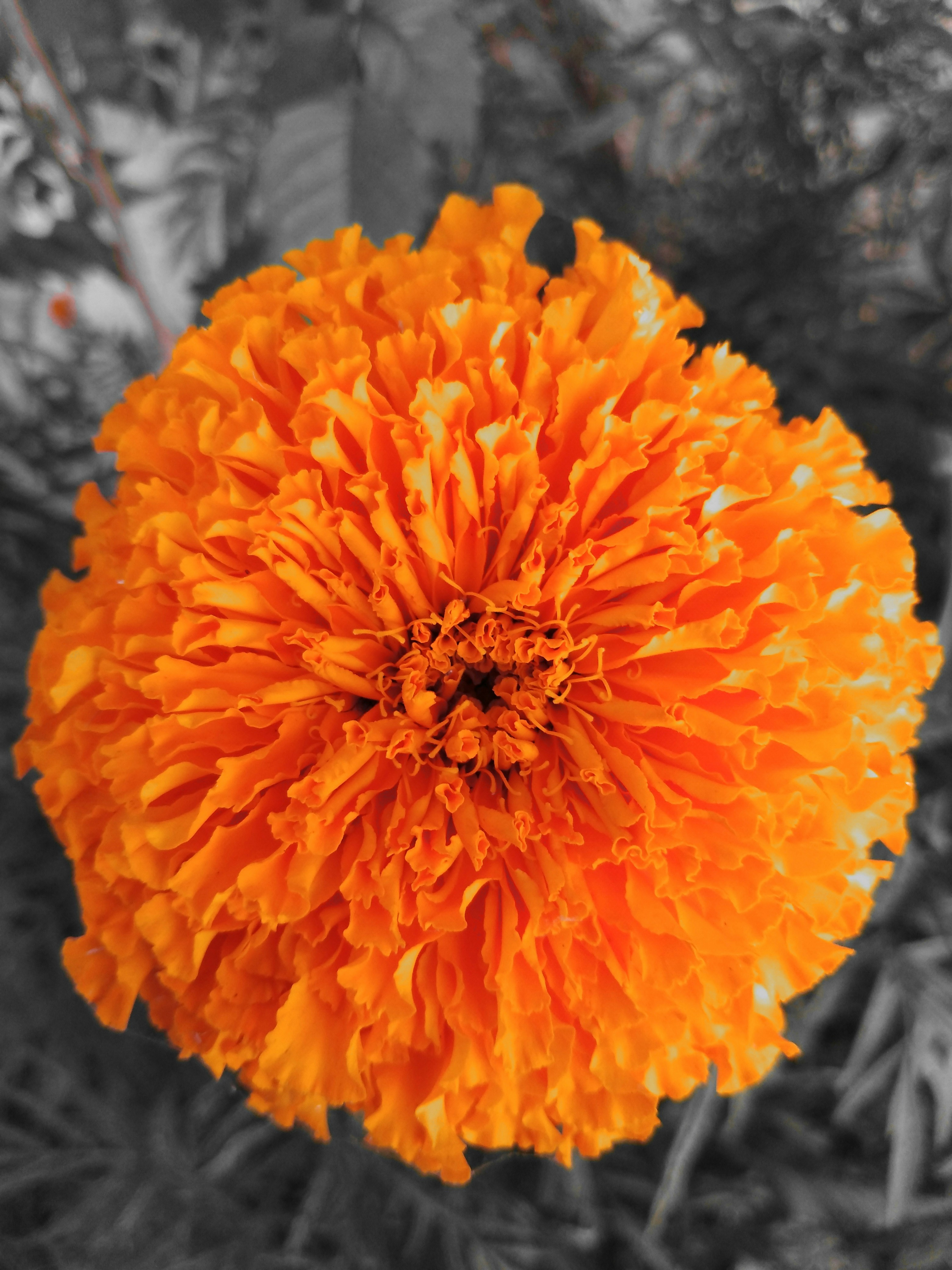 Orange marigold dominates the frame with vivid petals against a grayscale background.