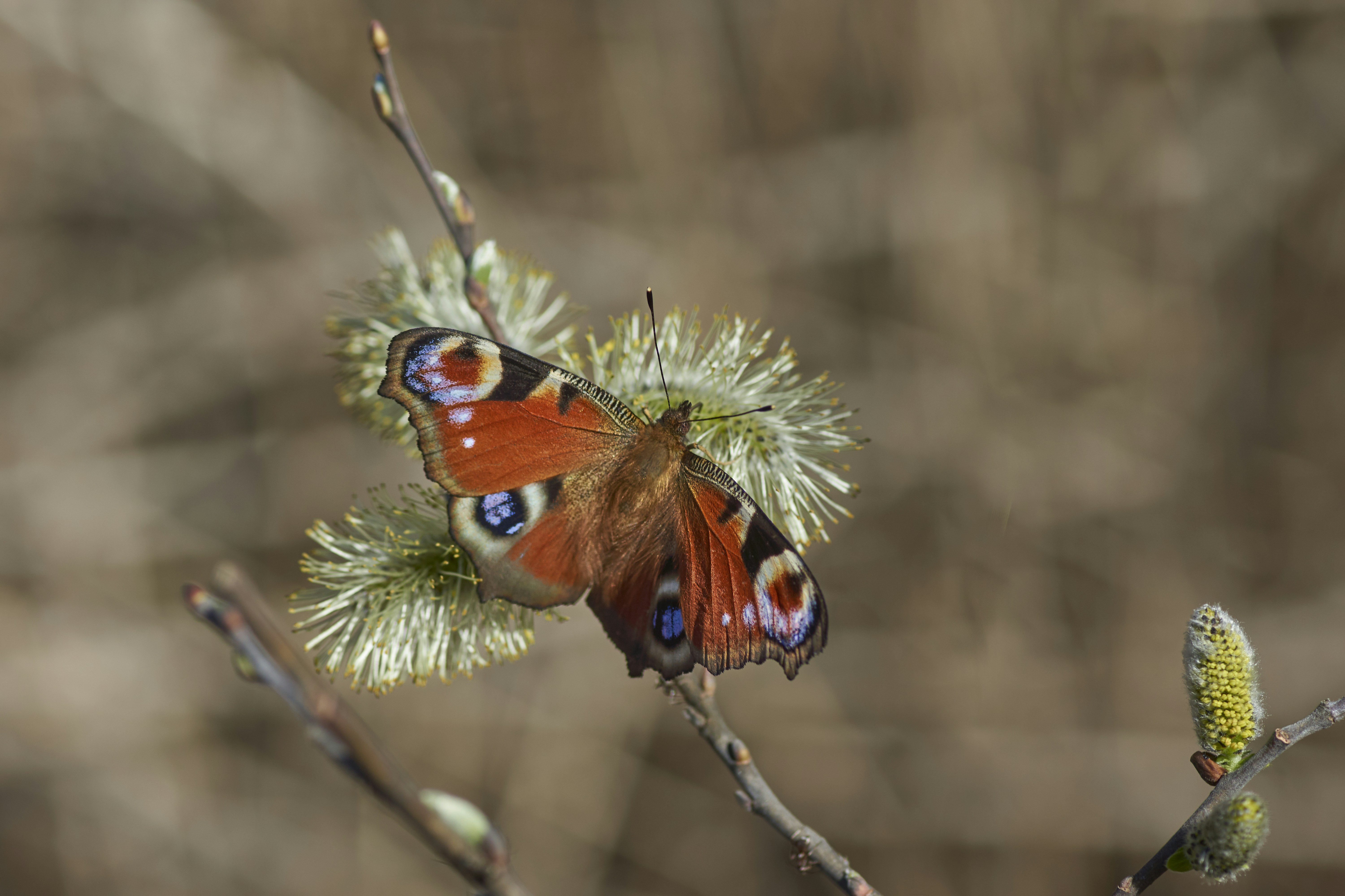Peacock Butterfly Resting on a Velvet Thistle Seedhead