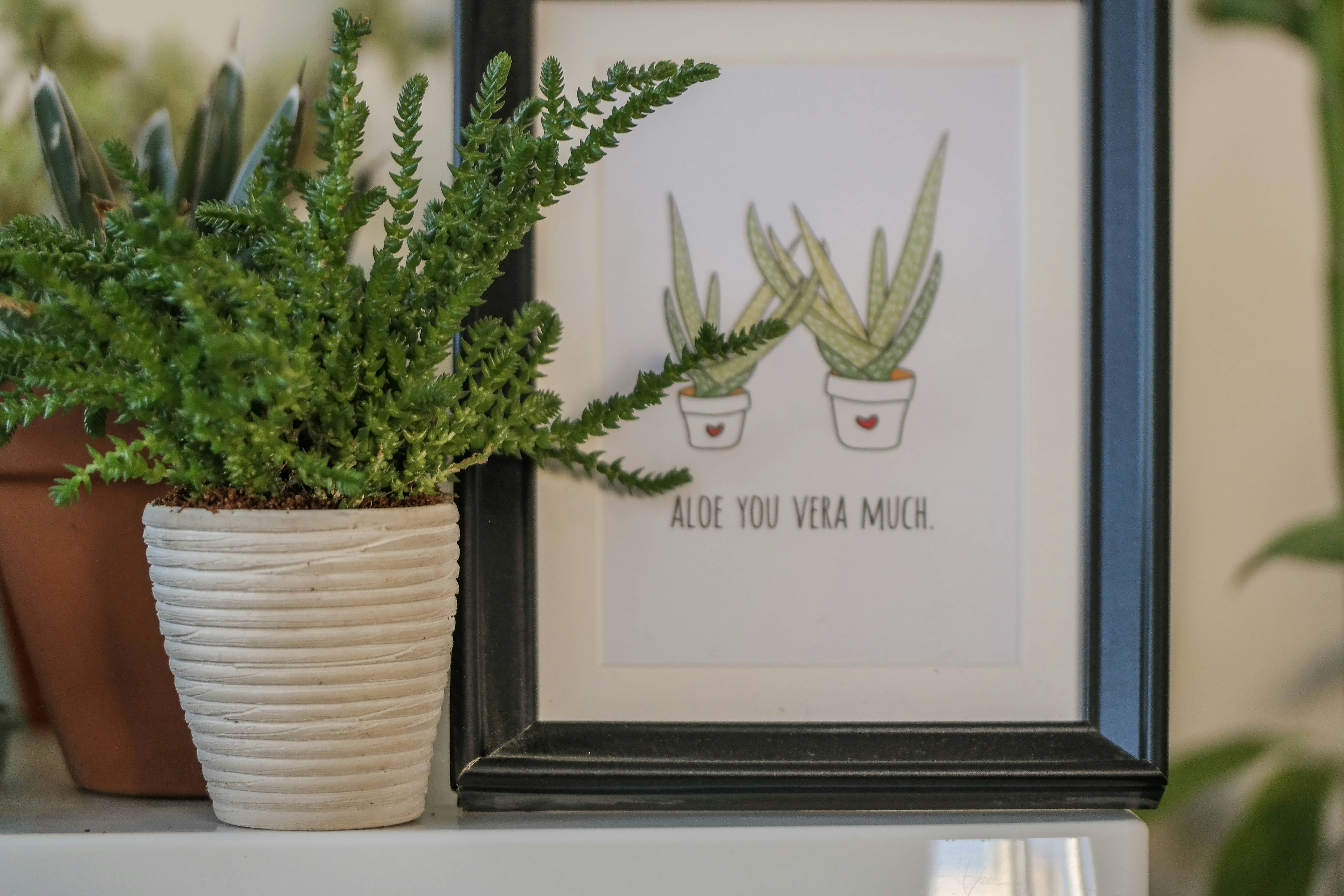 Framed Greens: A Quiet Plant Portrait on a Shelf
