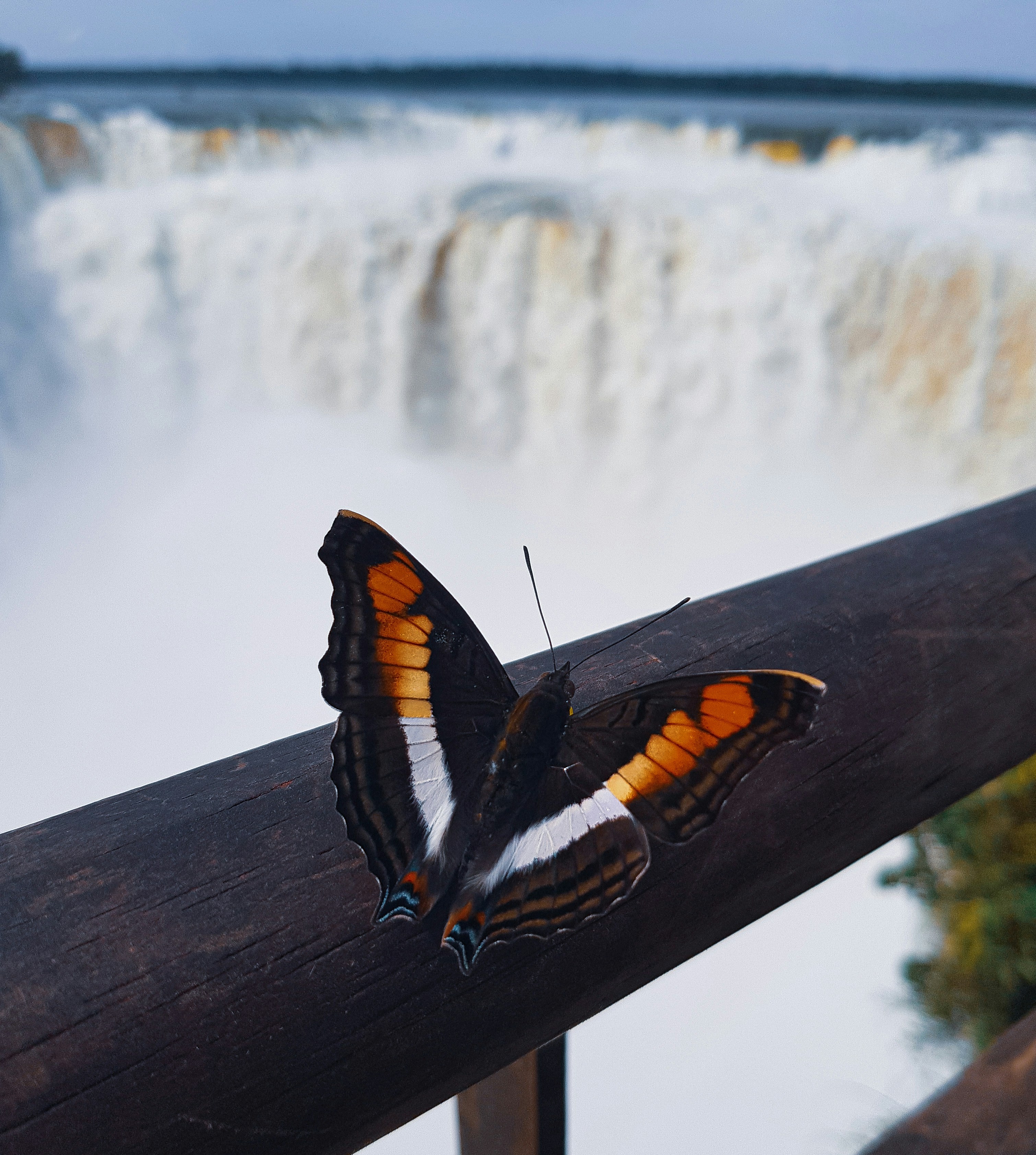 Colorful butterfly resting on a wooden railing with a majestic waterfall in the background.