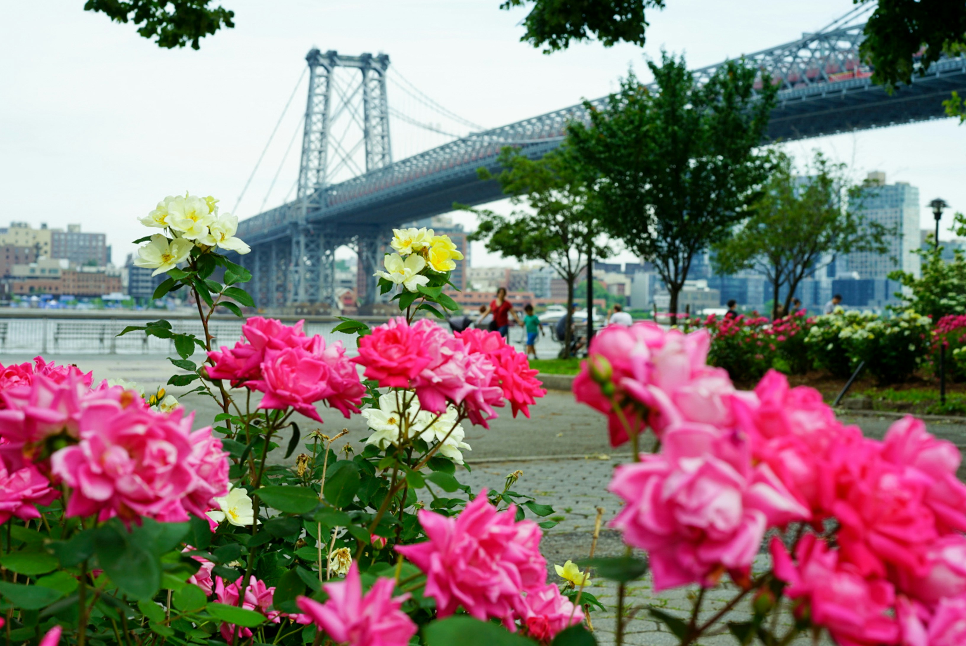 Rosy foreground with urban bridge backdrop