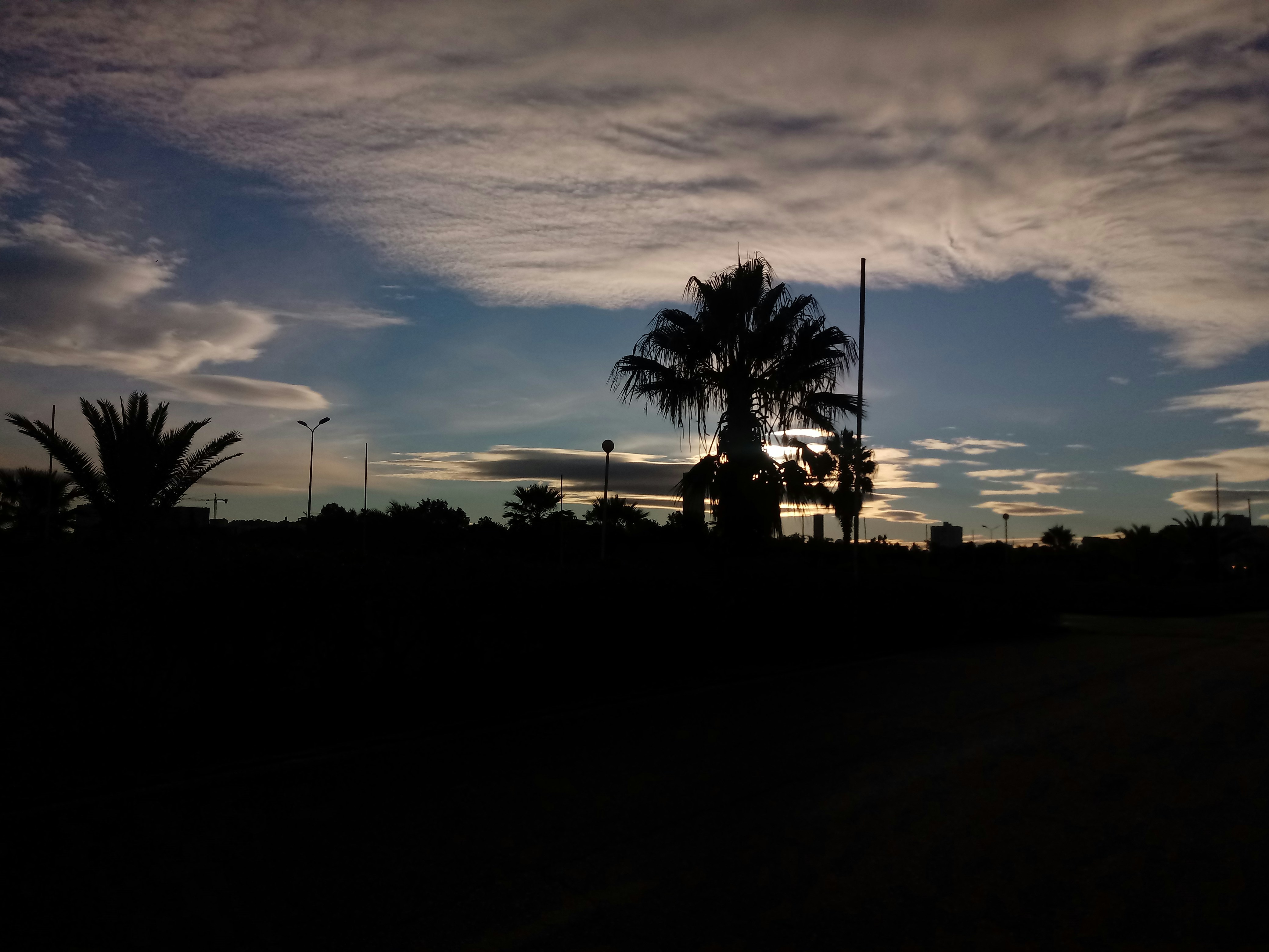 silhouette photography of palm tree under white clouds