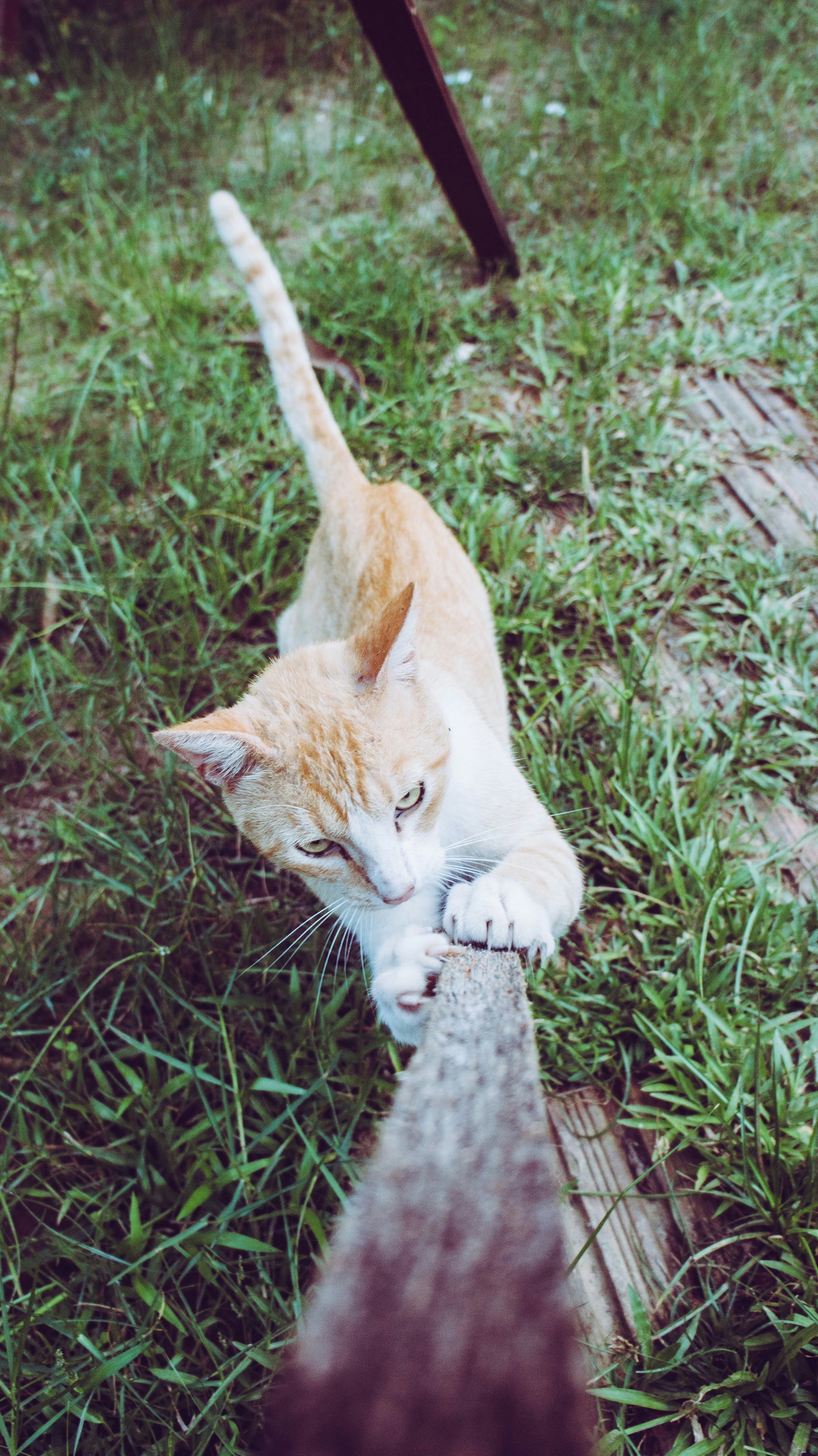 Orange and white cat playfully clawing at a wooden stick amidst lush green grass.