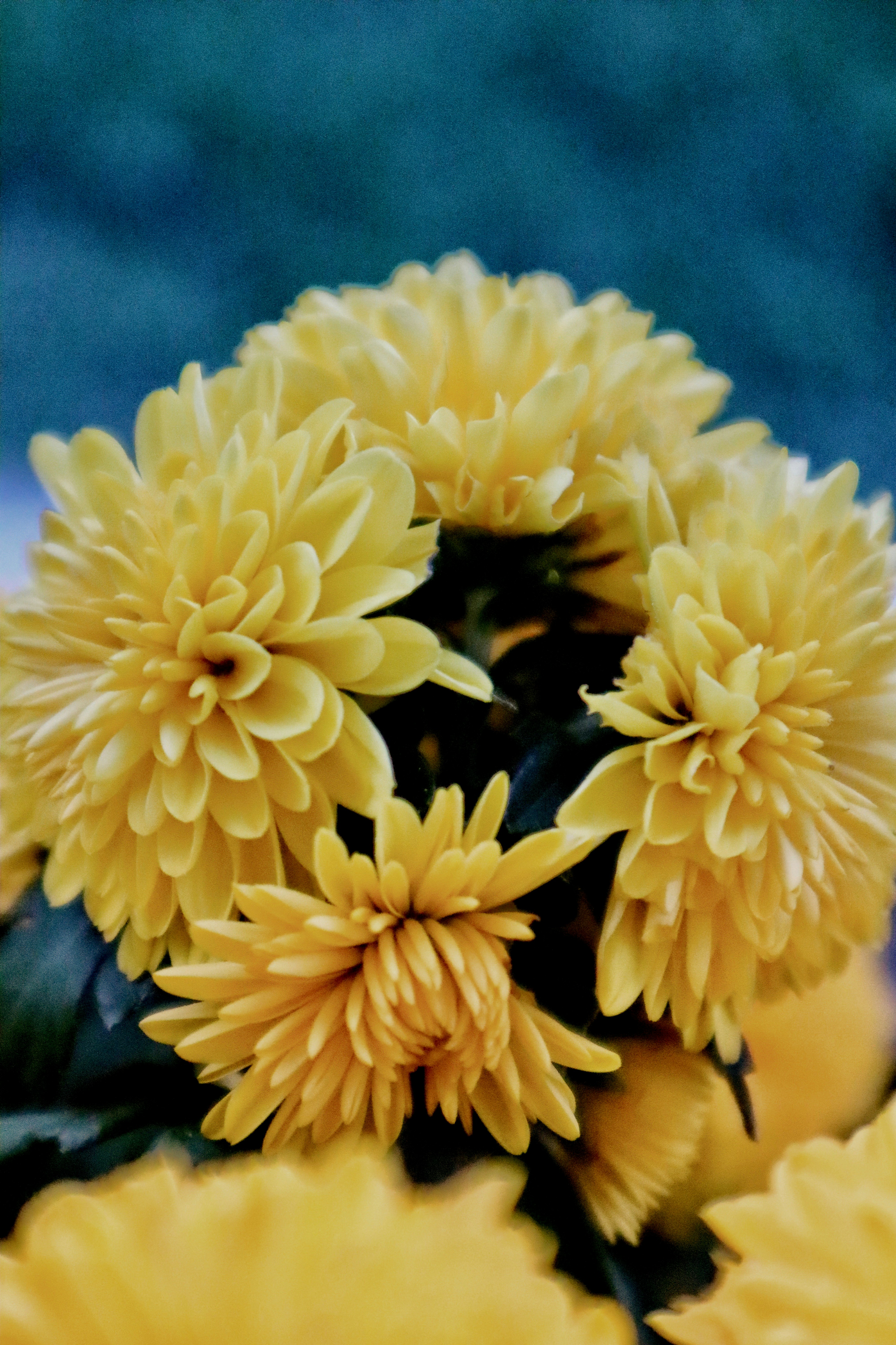 selective focus photo of yellow-petaled flowers bouquet