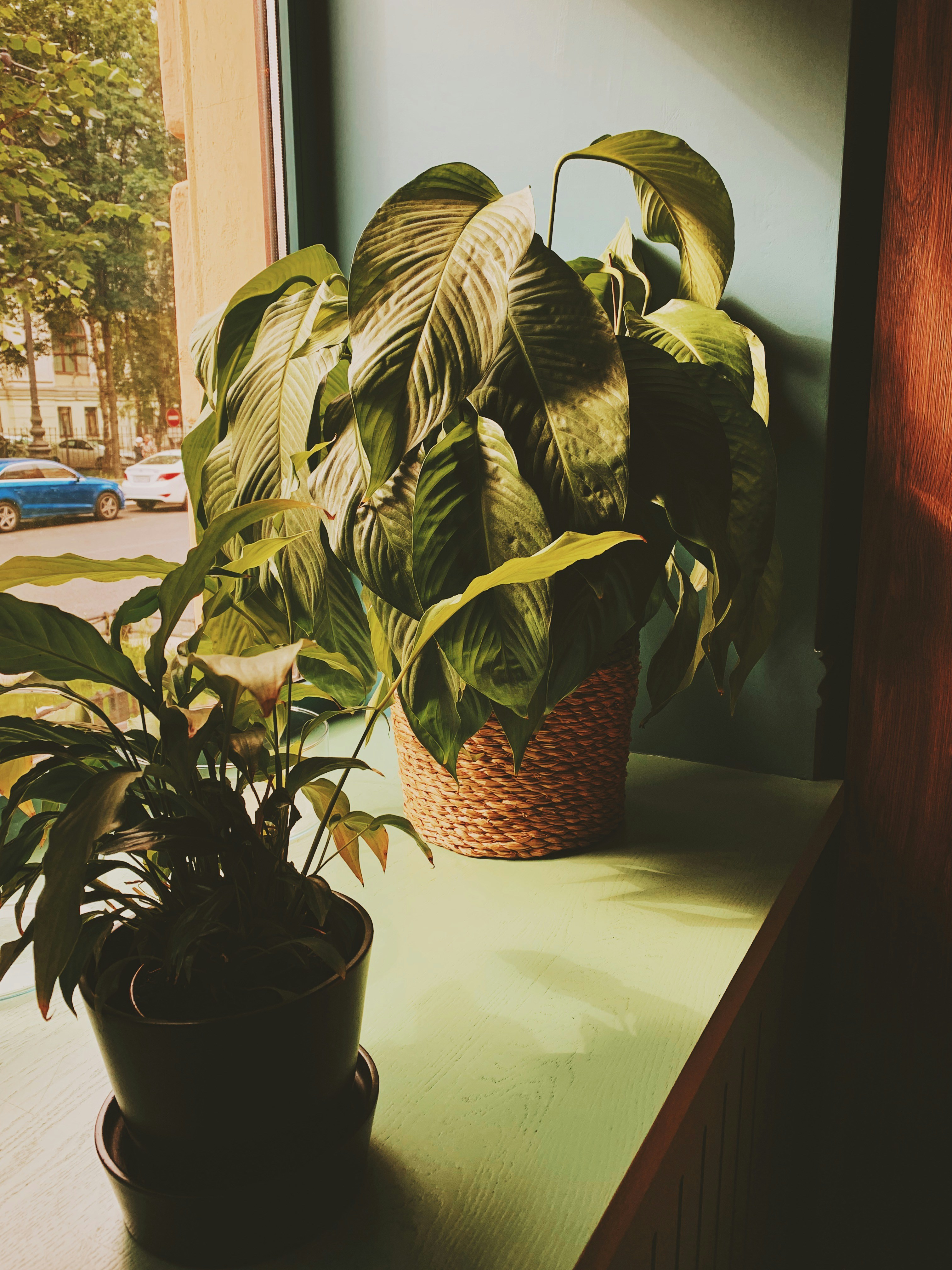 Lush green plants basking in natural light on a vibrant green windowsill, creating a tranquil indoor atmosphere.