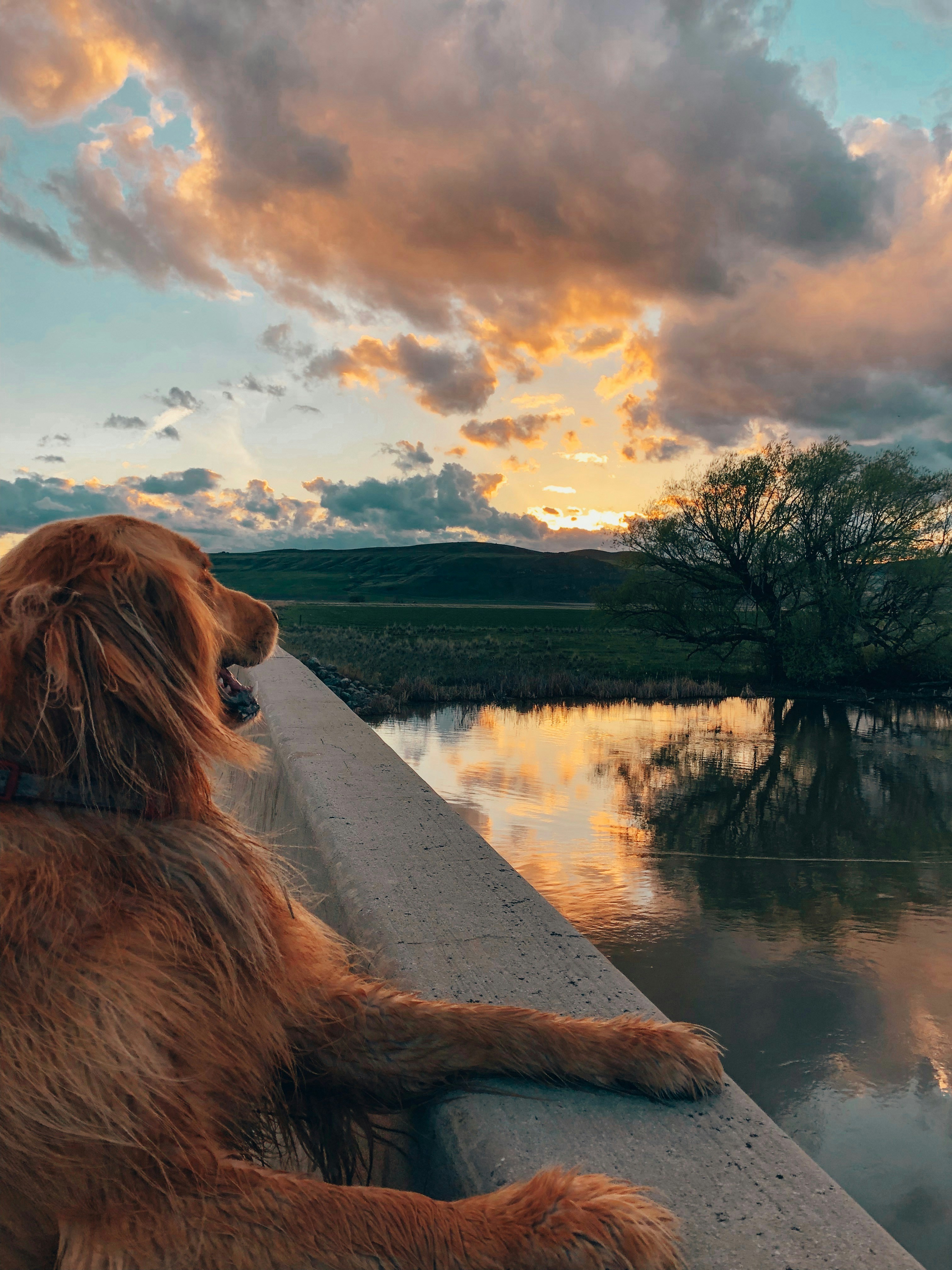 Dusk by the Dam: A Golden Retriever's Quiet Gaze