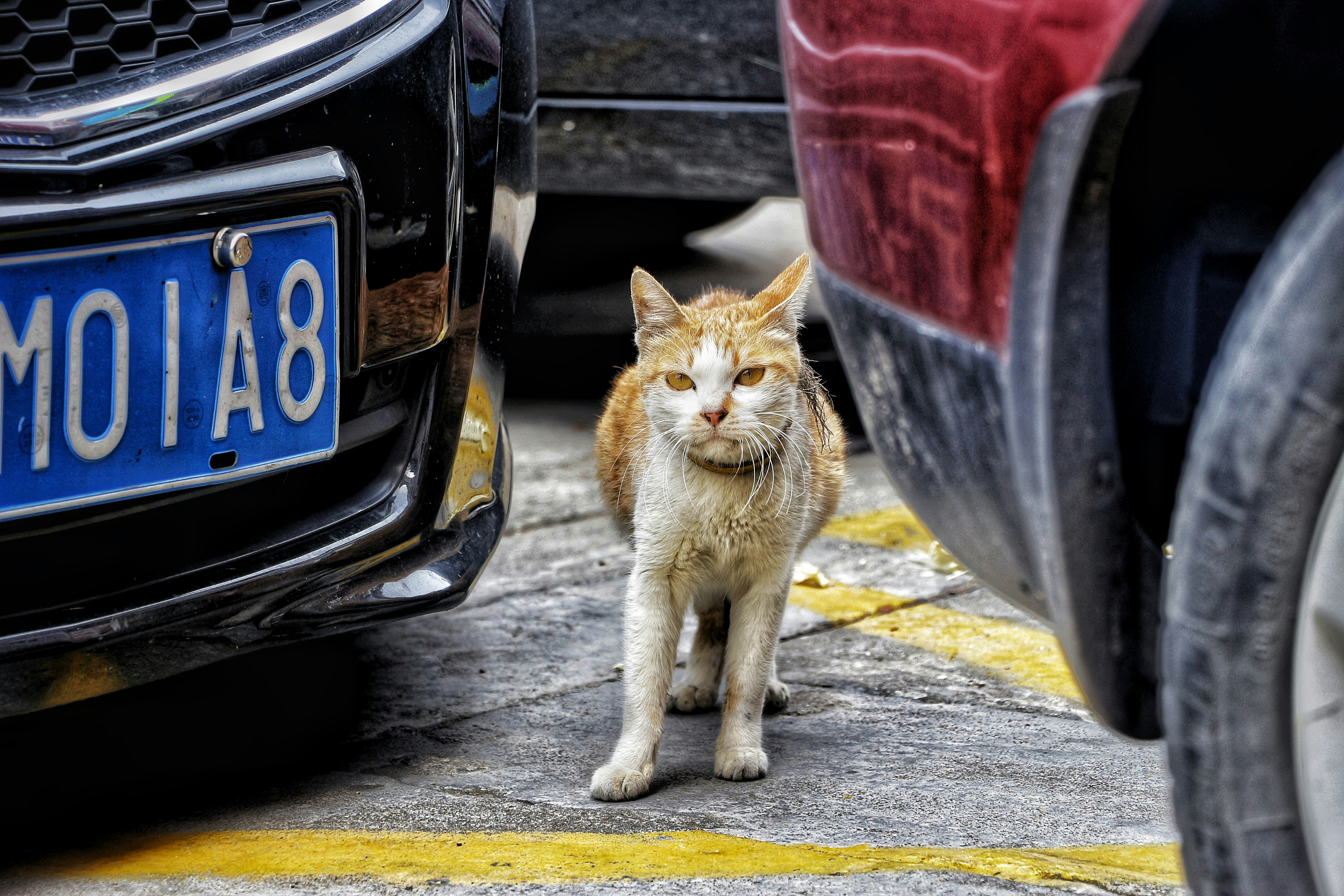 Fleet-footed Feline Between Cars